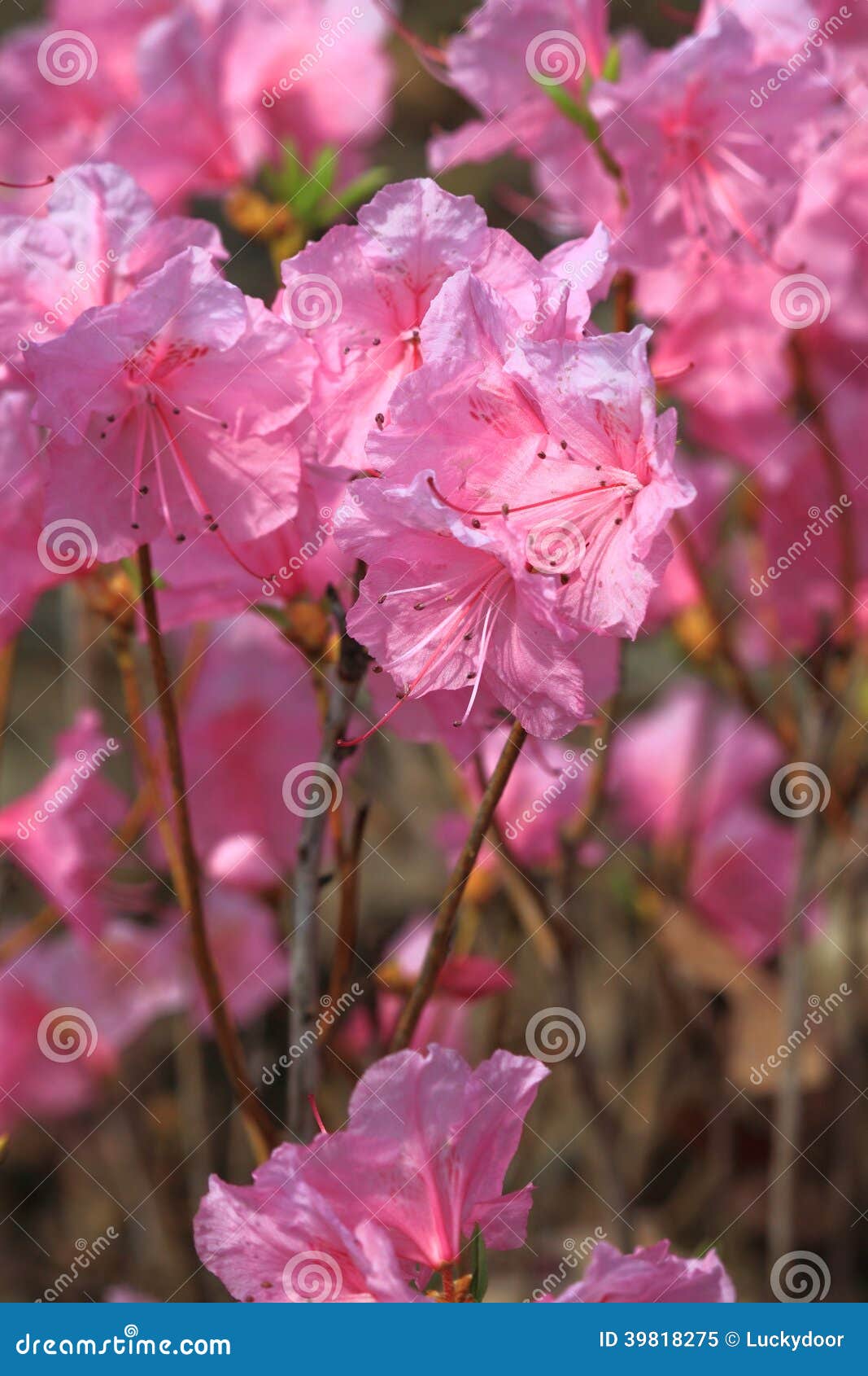 Early Blooming Azalea stock image. Image of garden, deciduous - 39818275