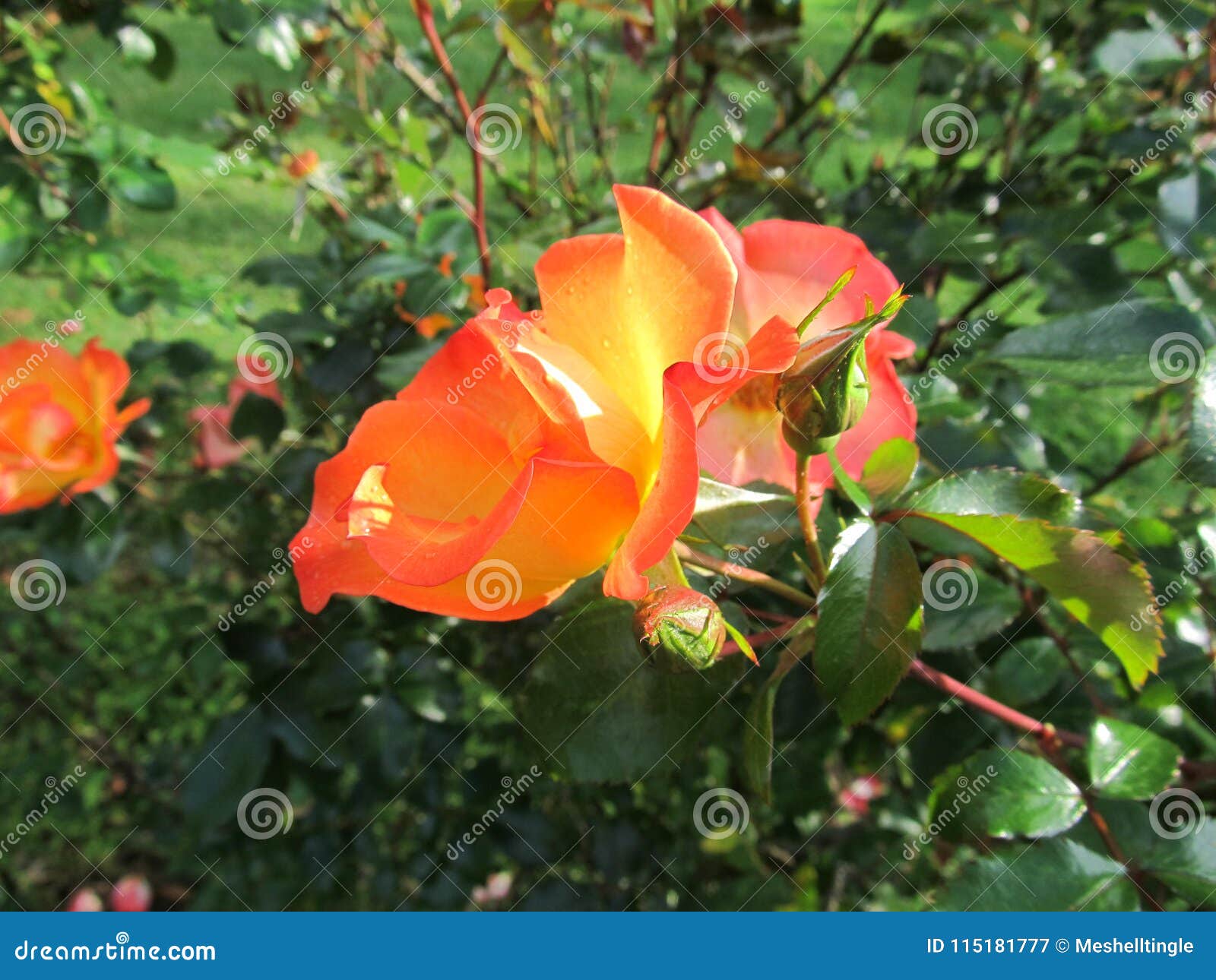 Bright red roses stock image. Image of season, petal - 115181777