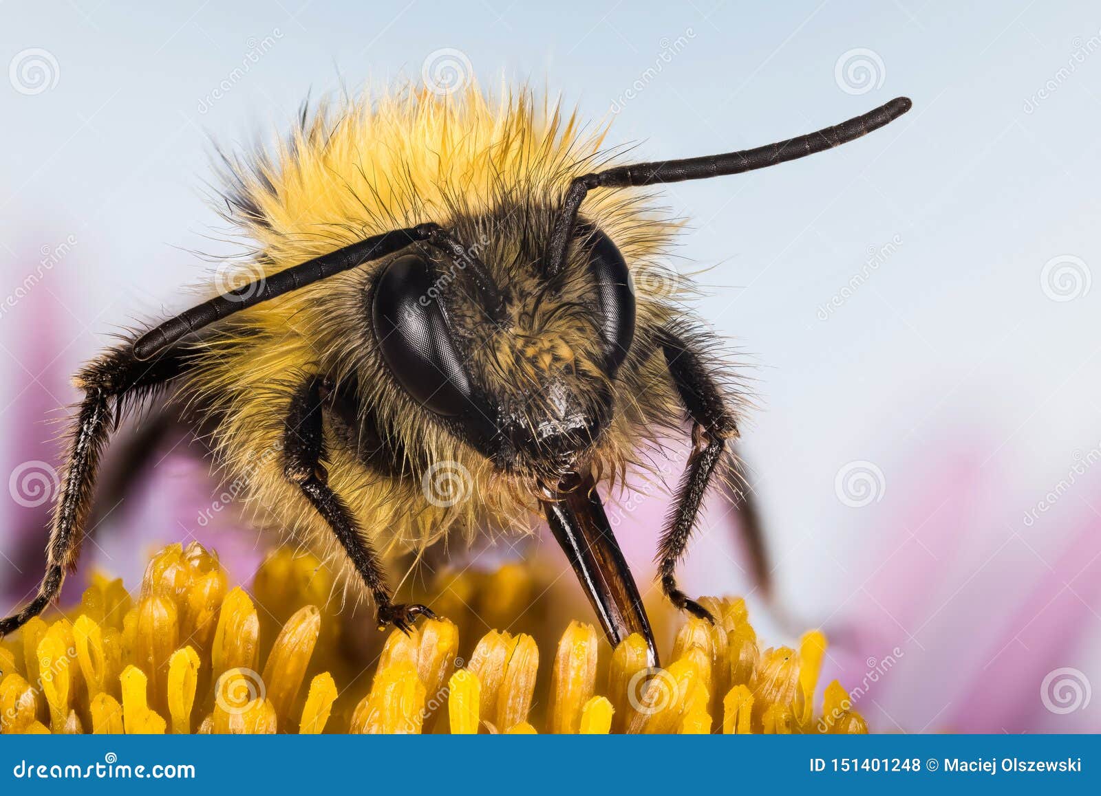 Early Bumblebee Or Early-nesting Bumblebee, Bombus Pratorum, Male ...