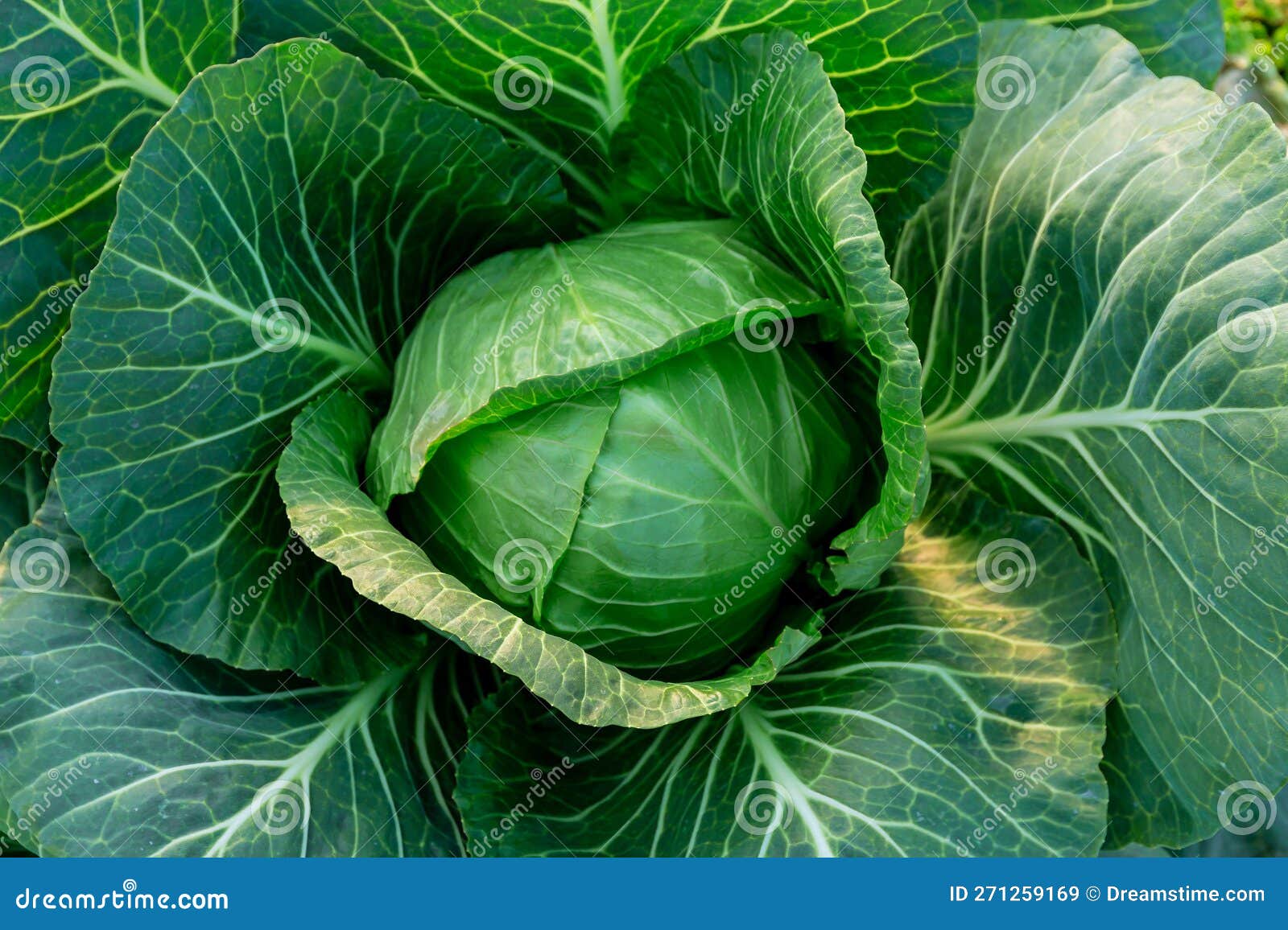 Early Cabbage Grows in Soil in a Greenhouse. Stock Image - Image of ...