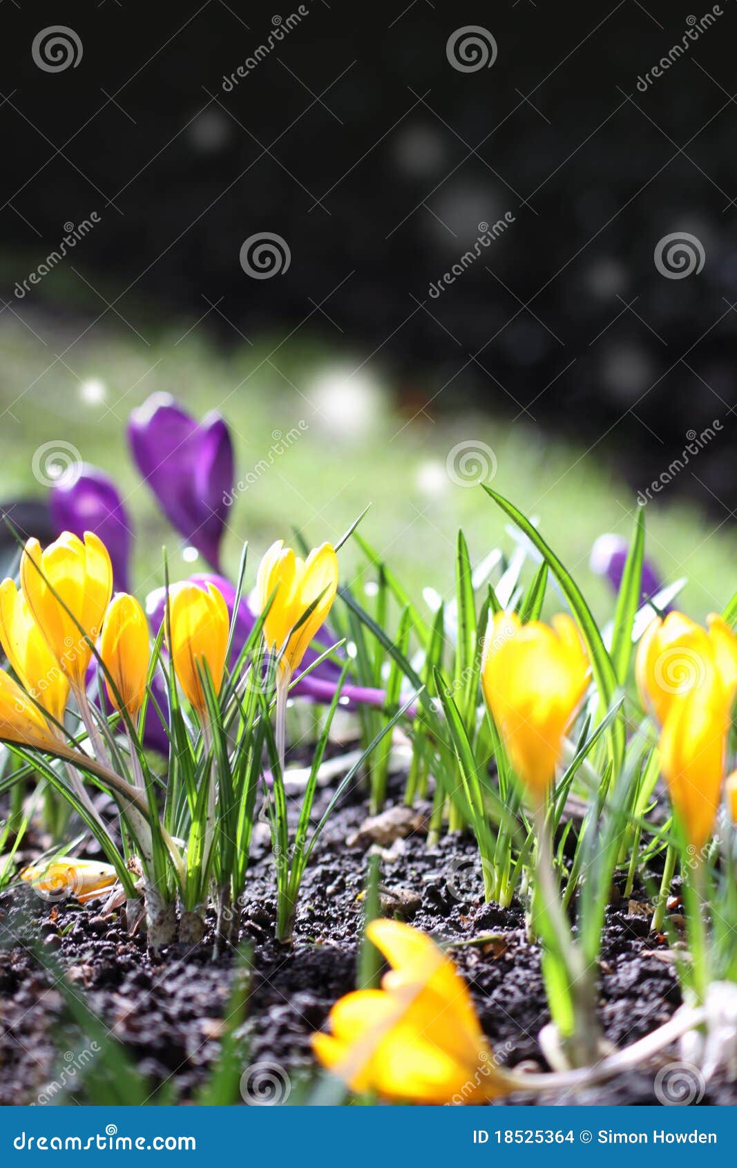 Early Crocus stock photo. Image of garden, freshness - 18525364