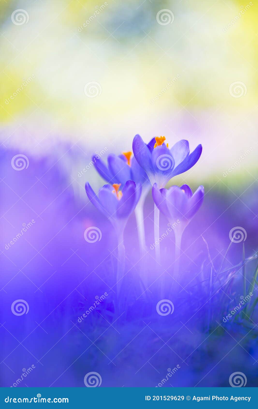 Early Crocus, Crocus Tomassinianus Stock Image - Image of krokussen ...