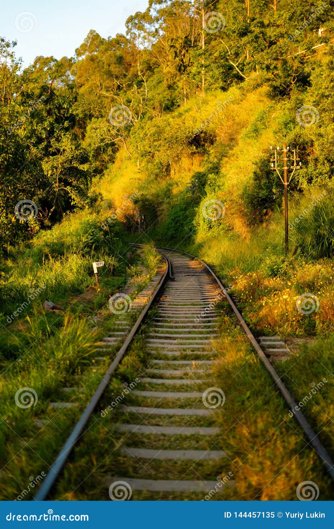 Early Dawn on the Railroad, Grass, Trees, Asia Stock Image - Image of ...