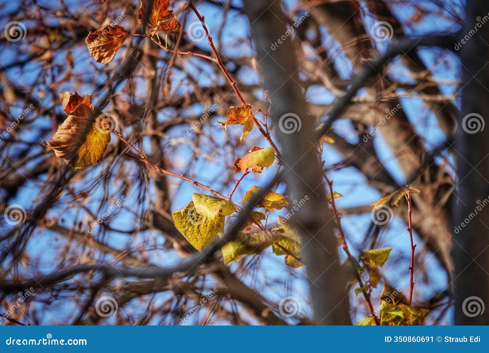 Early December Rusted Leaves Stock Image - Image of yellow, environment ...
