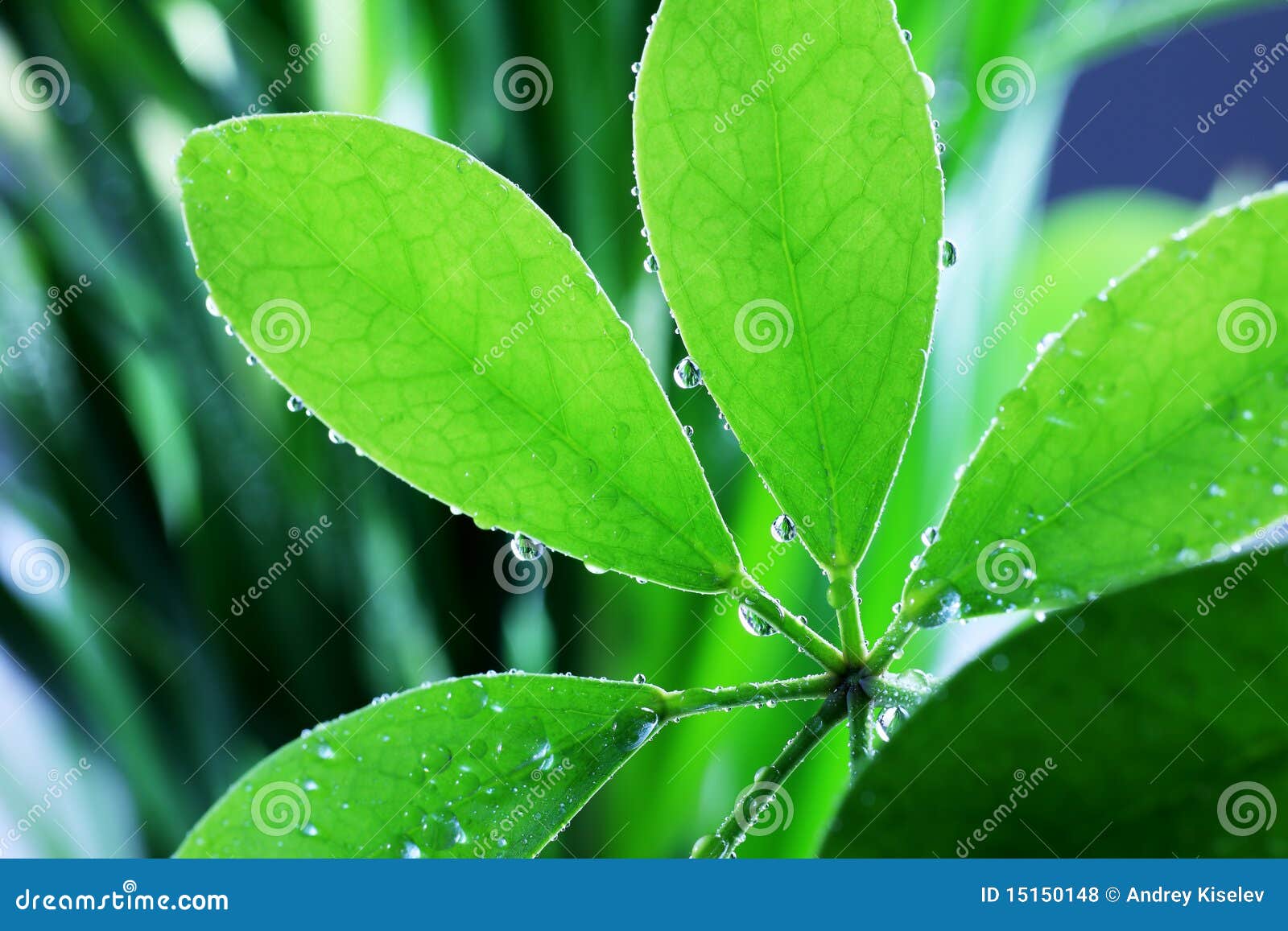Early dew stock photo. Image of colorful, leaf, ecology - 15150148