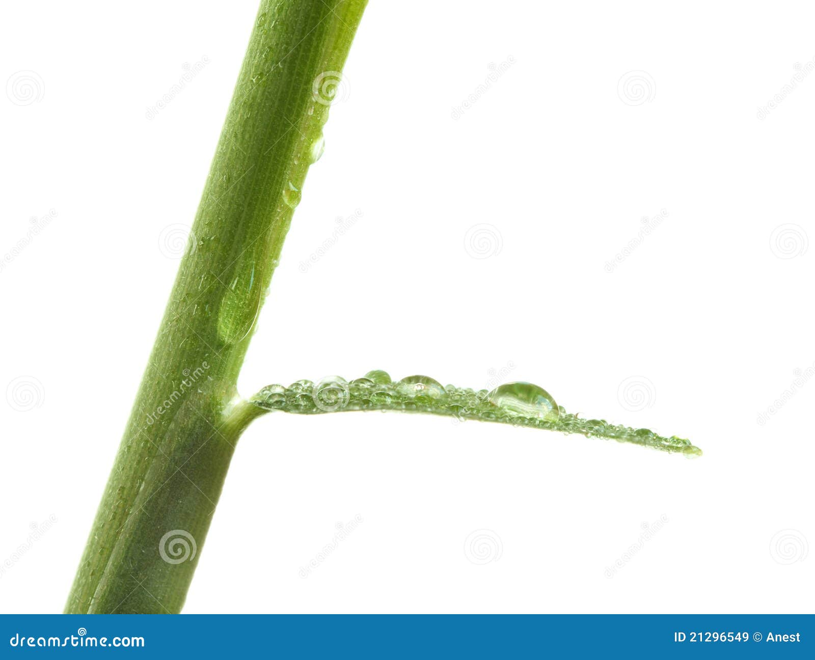 Early dew and leaf stock image. Image of flora, sprinkle - 21296549