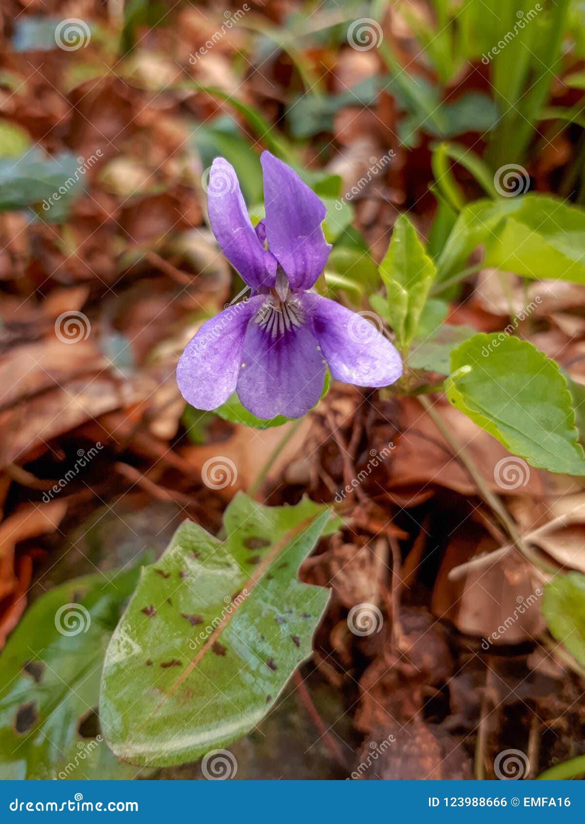 Early Dog-violet Flower in the Garden Stock Photo - Image of plant ...