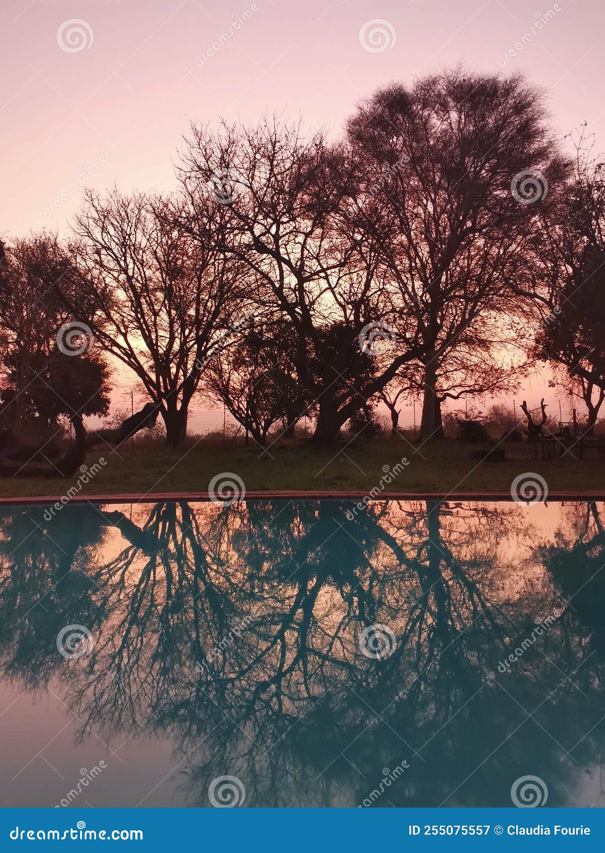 Early evening sky stock image. Image of early, branch - 255075557