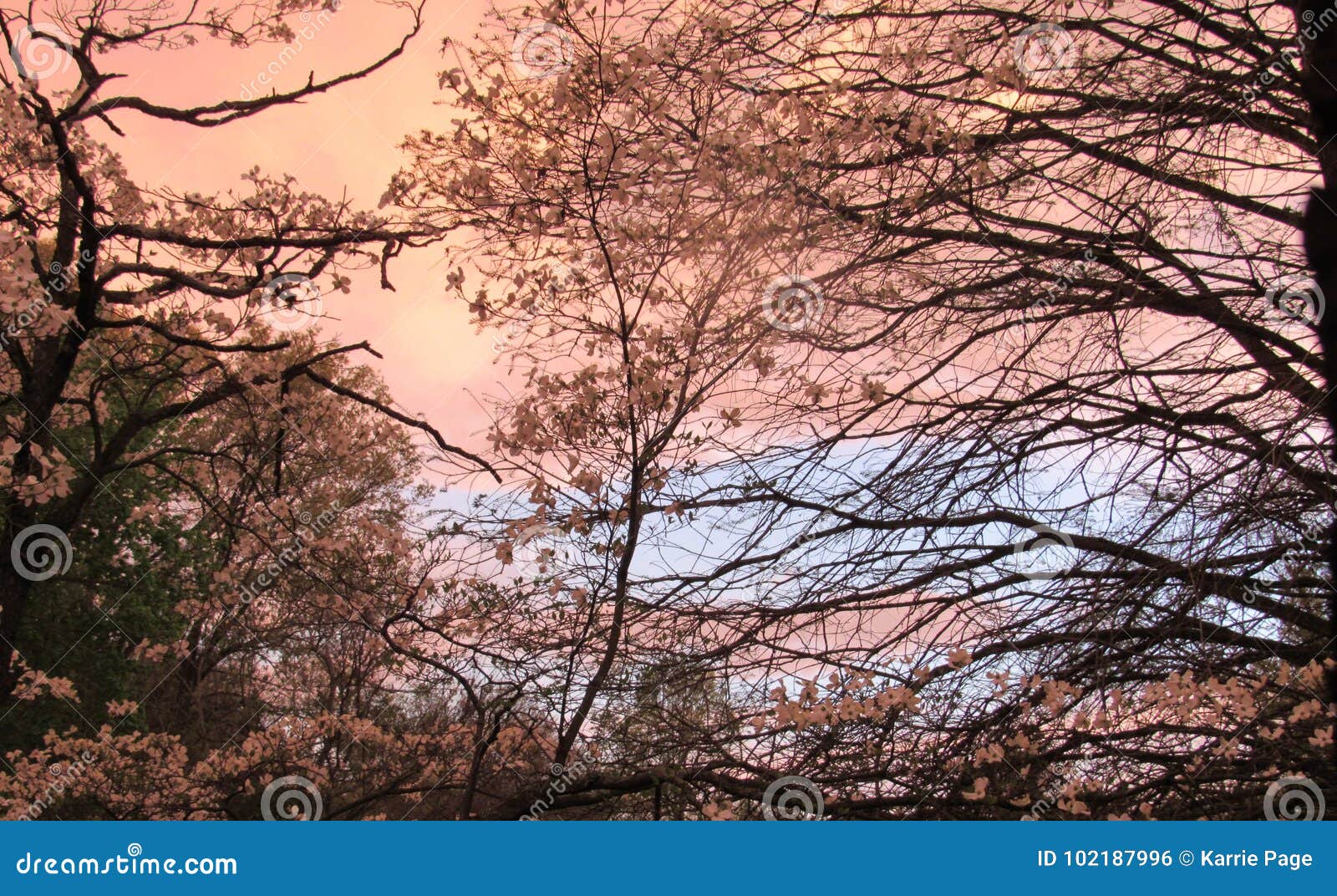 Early evening sky stock photo. Image of purple, early - 102187996