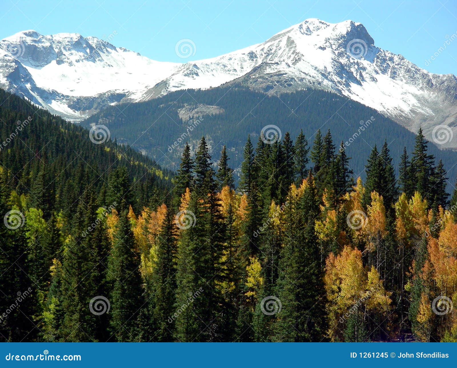 Early Fall stock image. Image of pine, mountain, rockies - 1261245