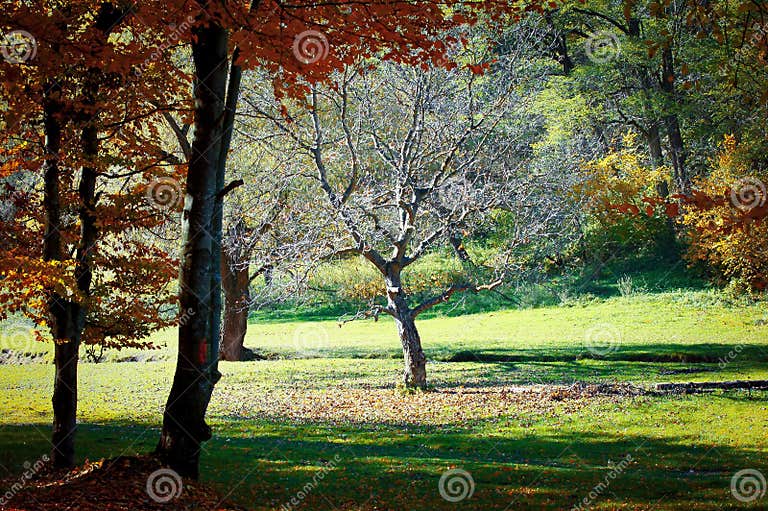 Early fall in the forest stock photo. Image of morning - 83267172