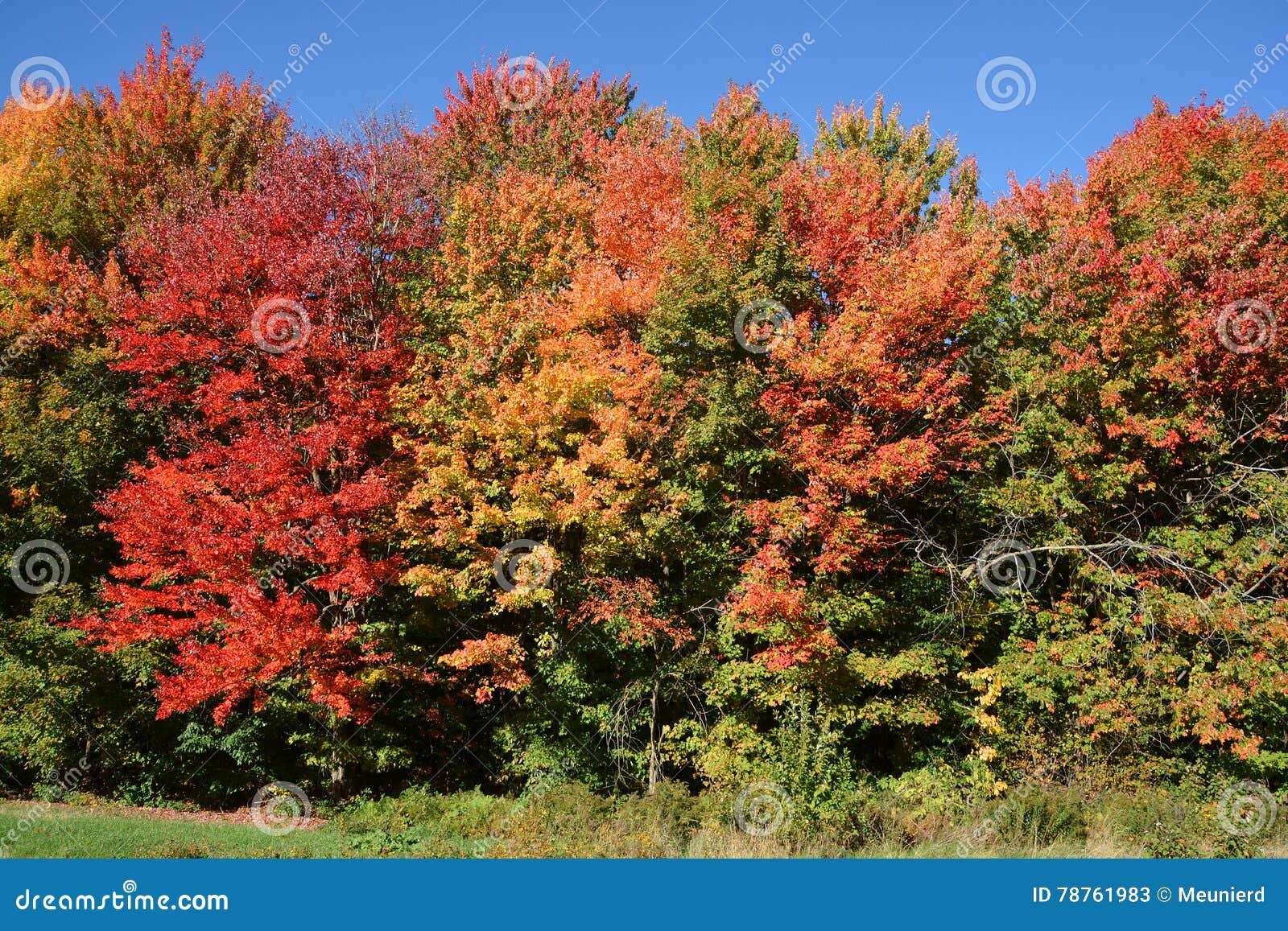 Early fall landscape stock image. Image of lake, outdoor - 78761983