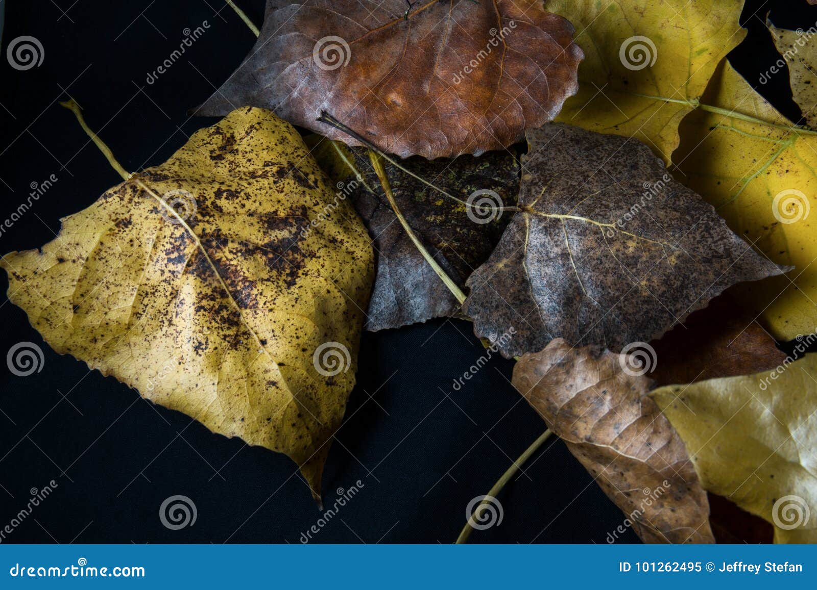 Early Fall Leaves stock image. Image of season, golden - 101262495