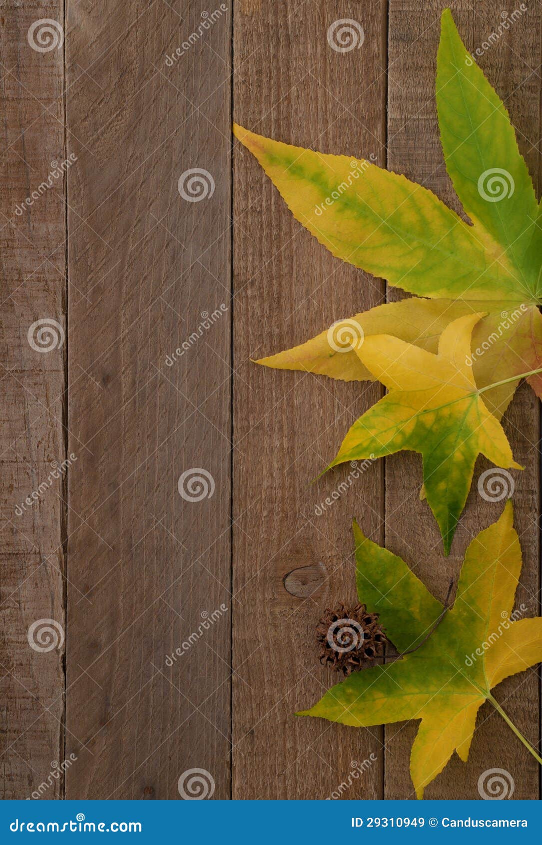 Early Fall Leaves on Rustic Wood Stock Image - Image of holiday ...