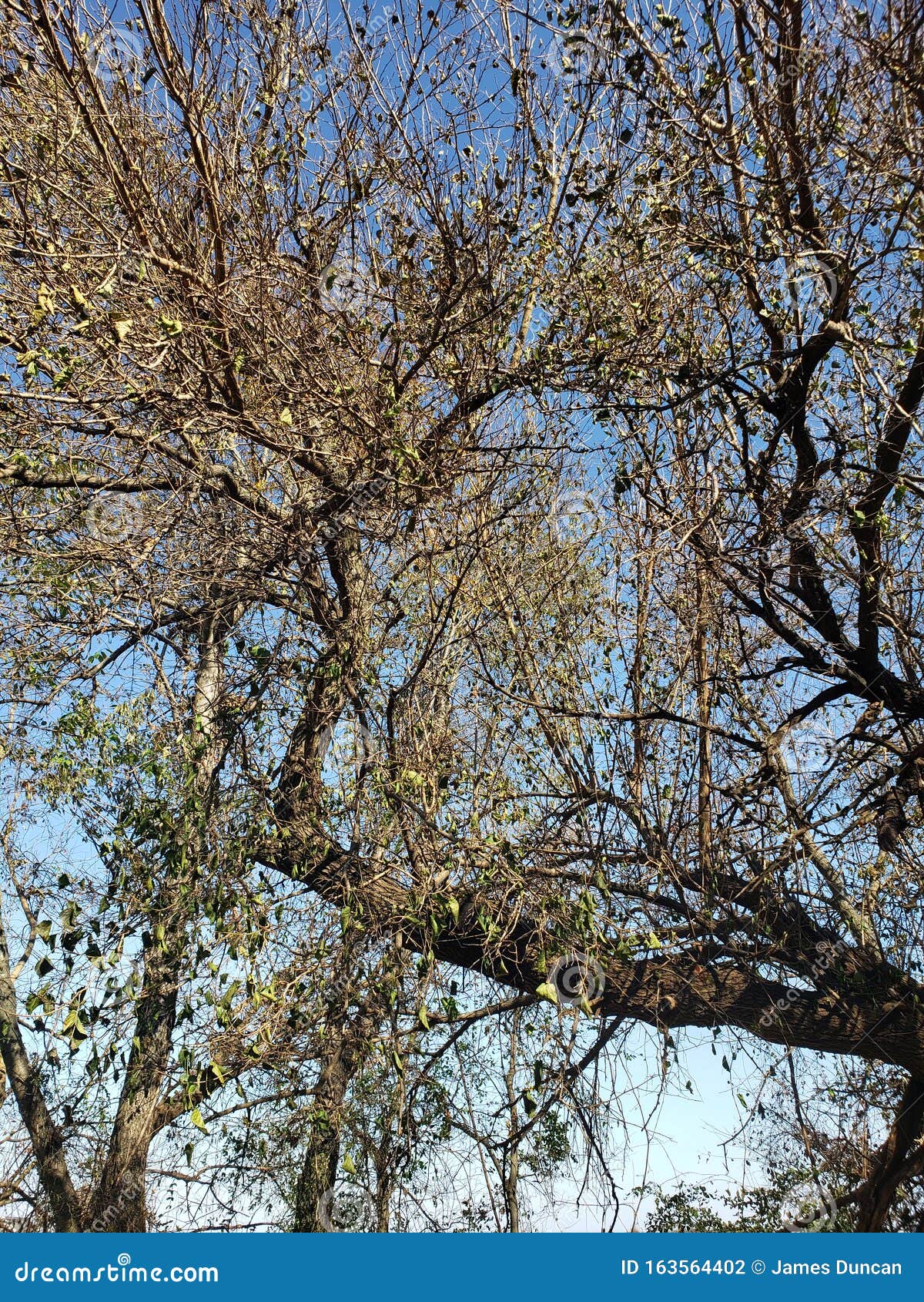 Early Fall Morning, Leaves almost Gone Stock Photo - Image of early ...