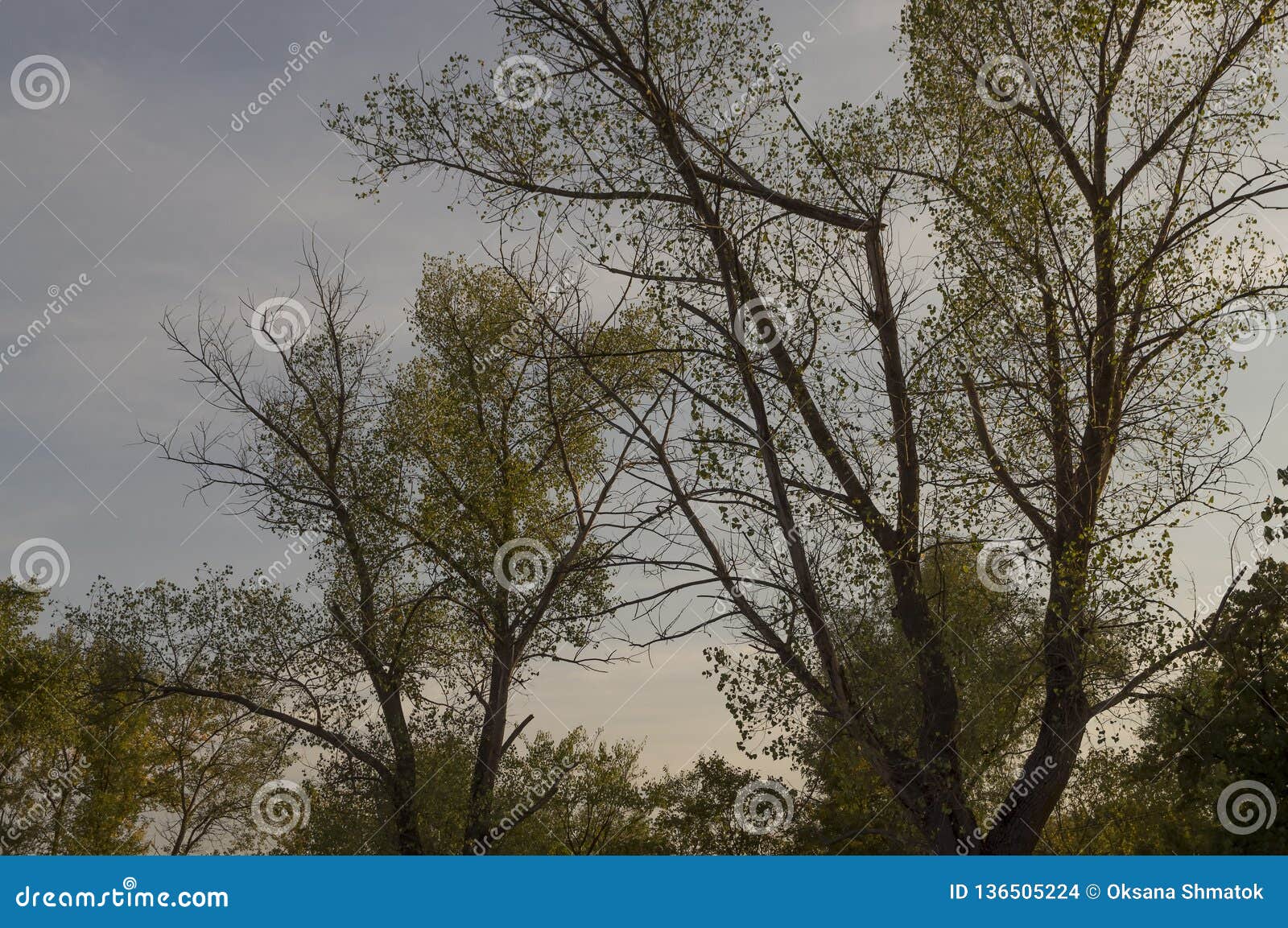 Early Fall Trees of Green and Yellow Colors. Landscape Stock Photo ...