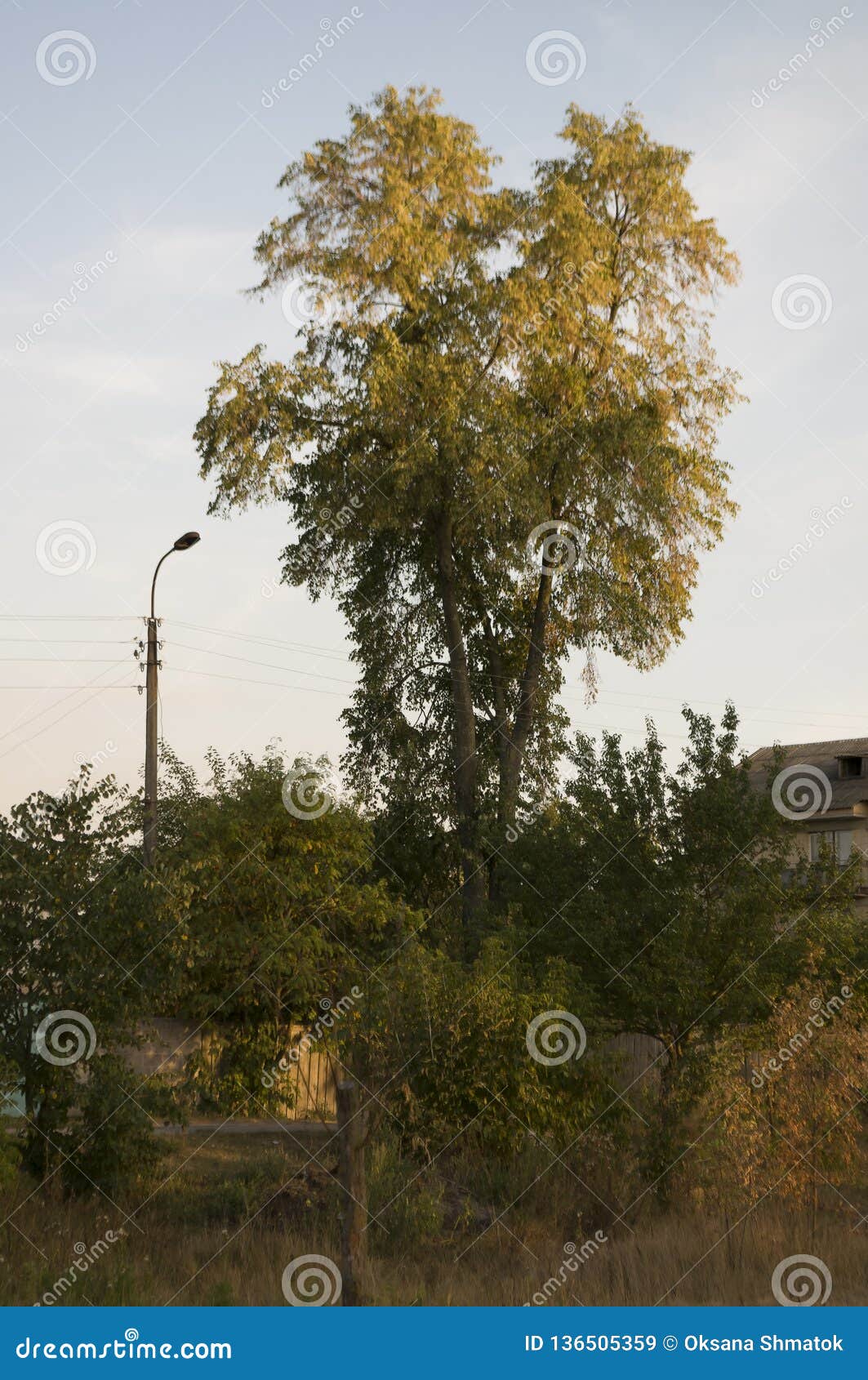 Early Fall Trees of Green and Yellow Colors. Landscape Stock Image ...