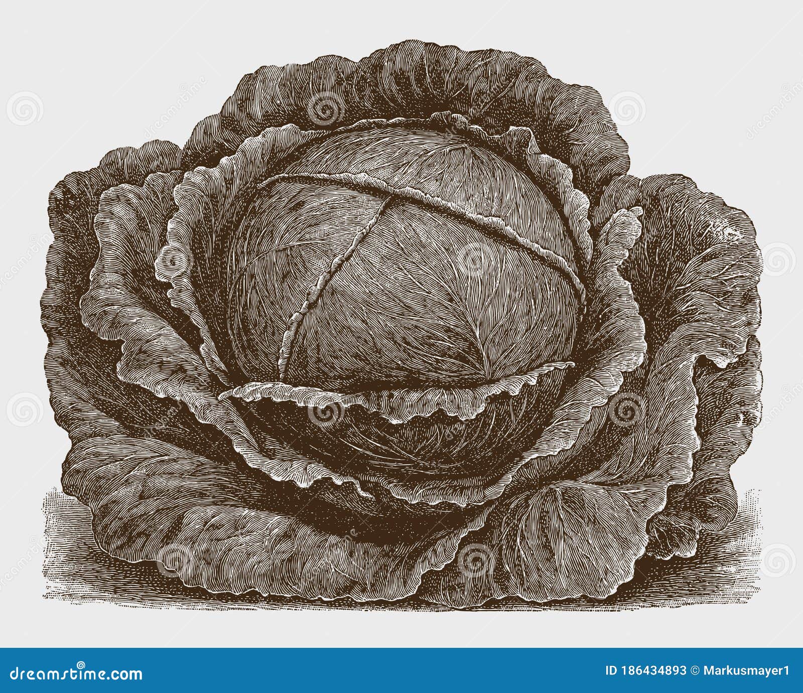 Early Flat Head Cabbage Cultivar Stock Vector - Illustration of fresh ...