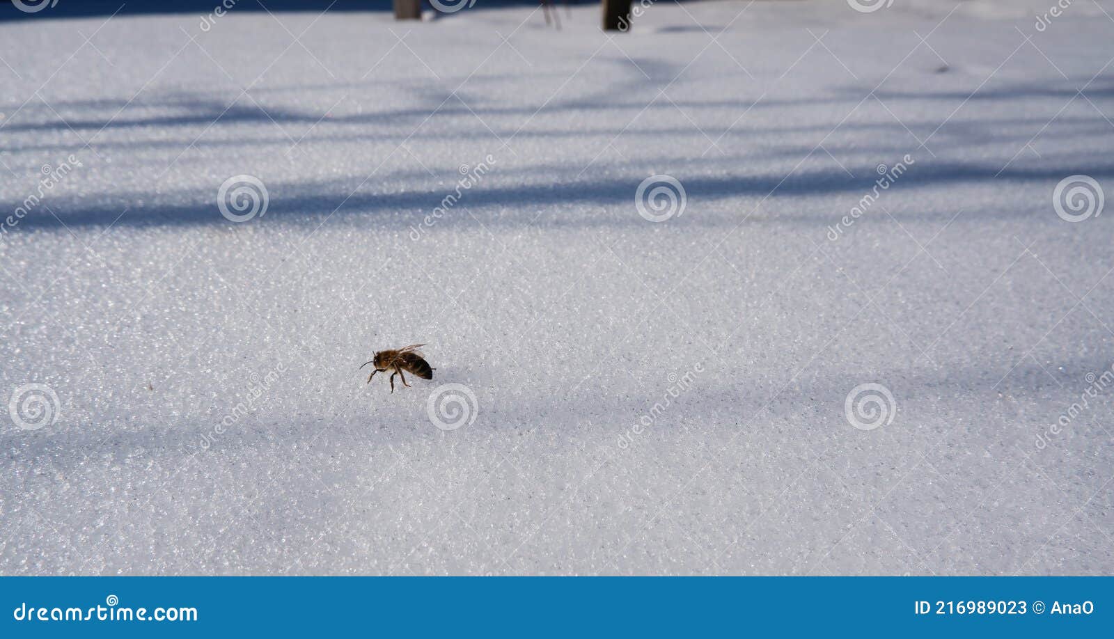 Early Flight of Honey Bees in the Apiary. Bee on White Snow Stock Image ...