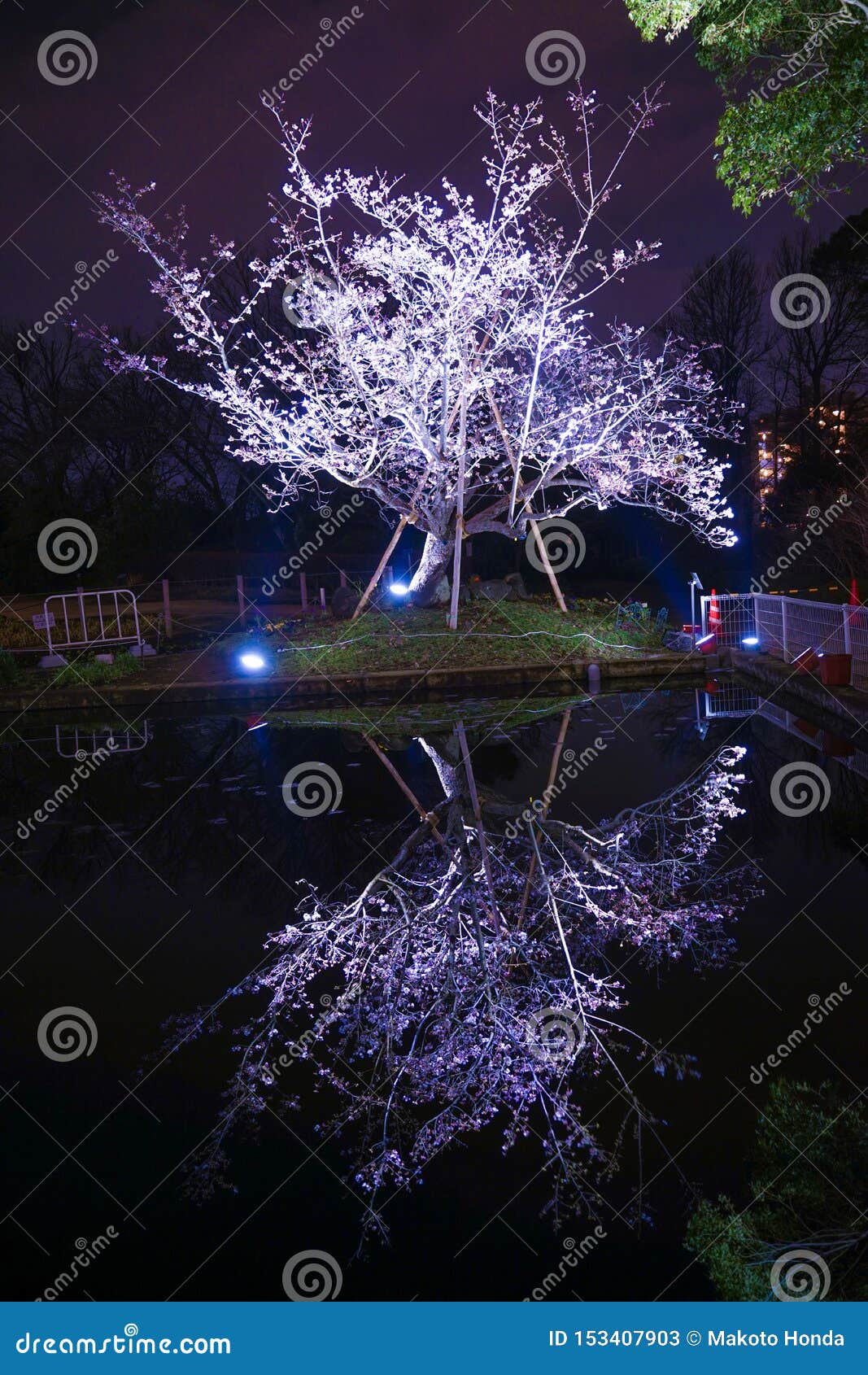 Early Flowering Cherry Tree Reflected on the Surface of the Water Stock ...