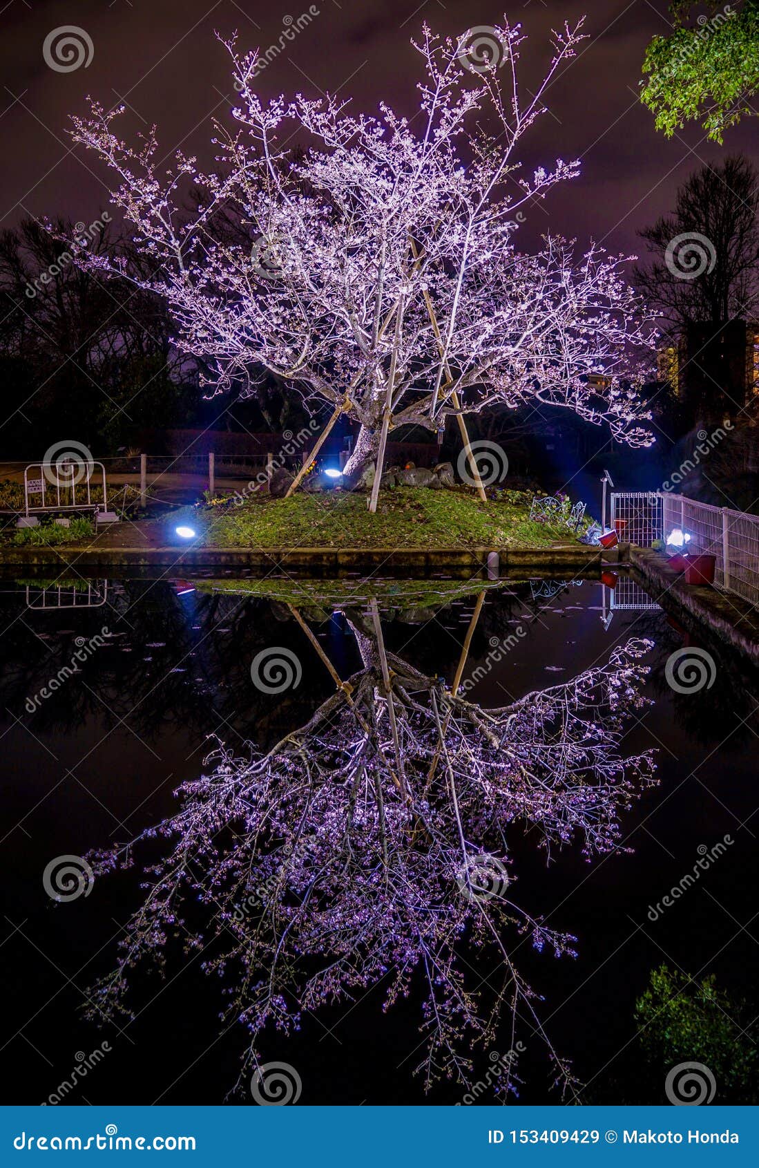 Early Flowering Cherry Tree Reflected on the Surface of the Water Stock ...