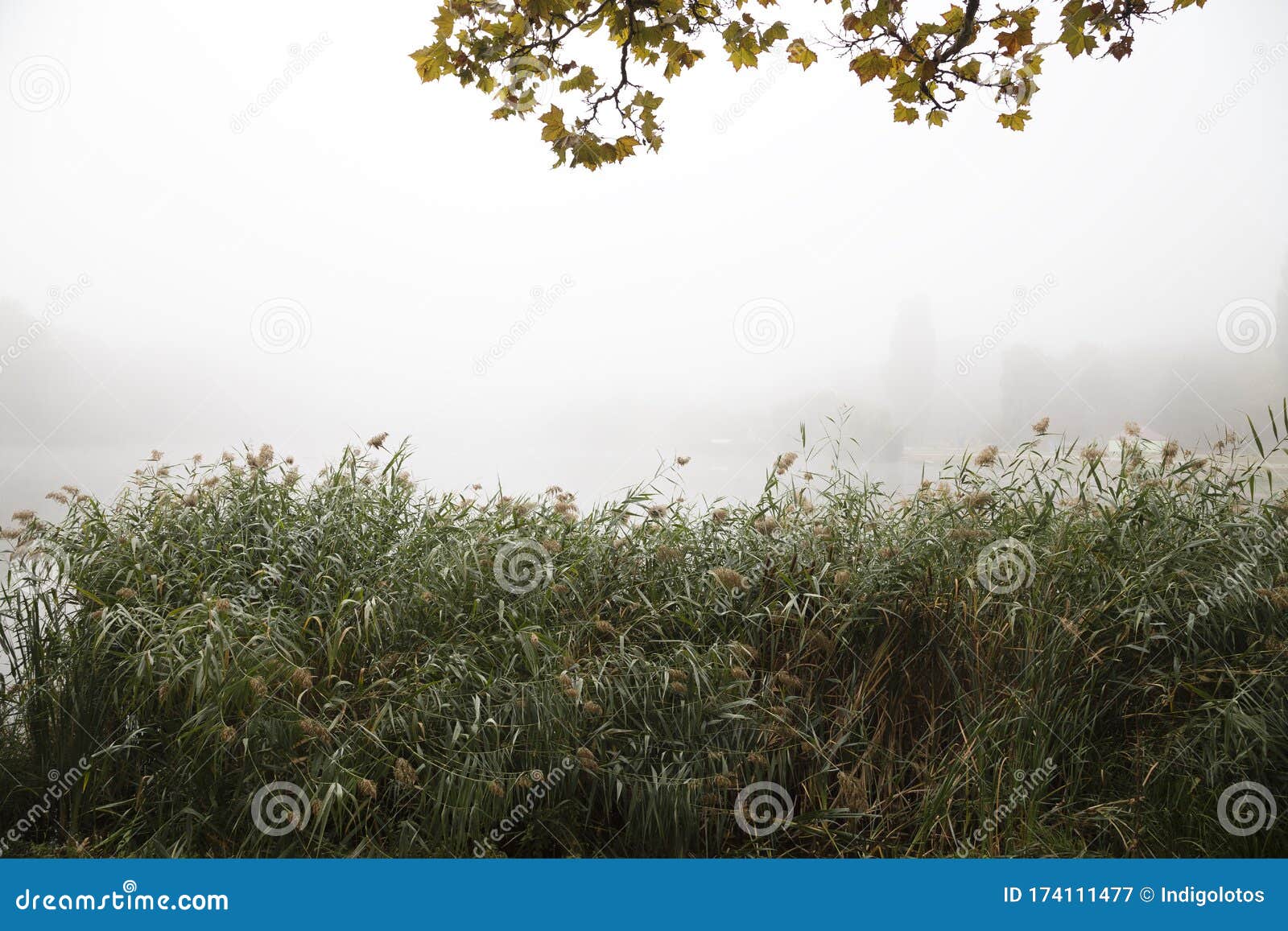 Early fog on the water stock image. Image of weed, misty - 174111477