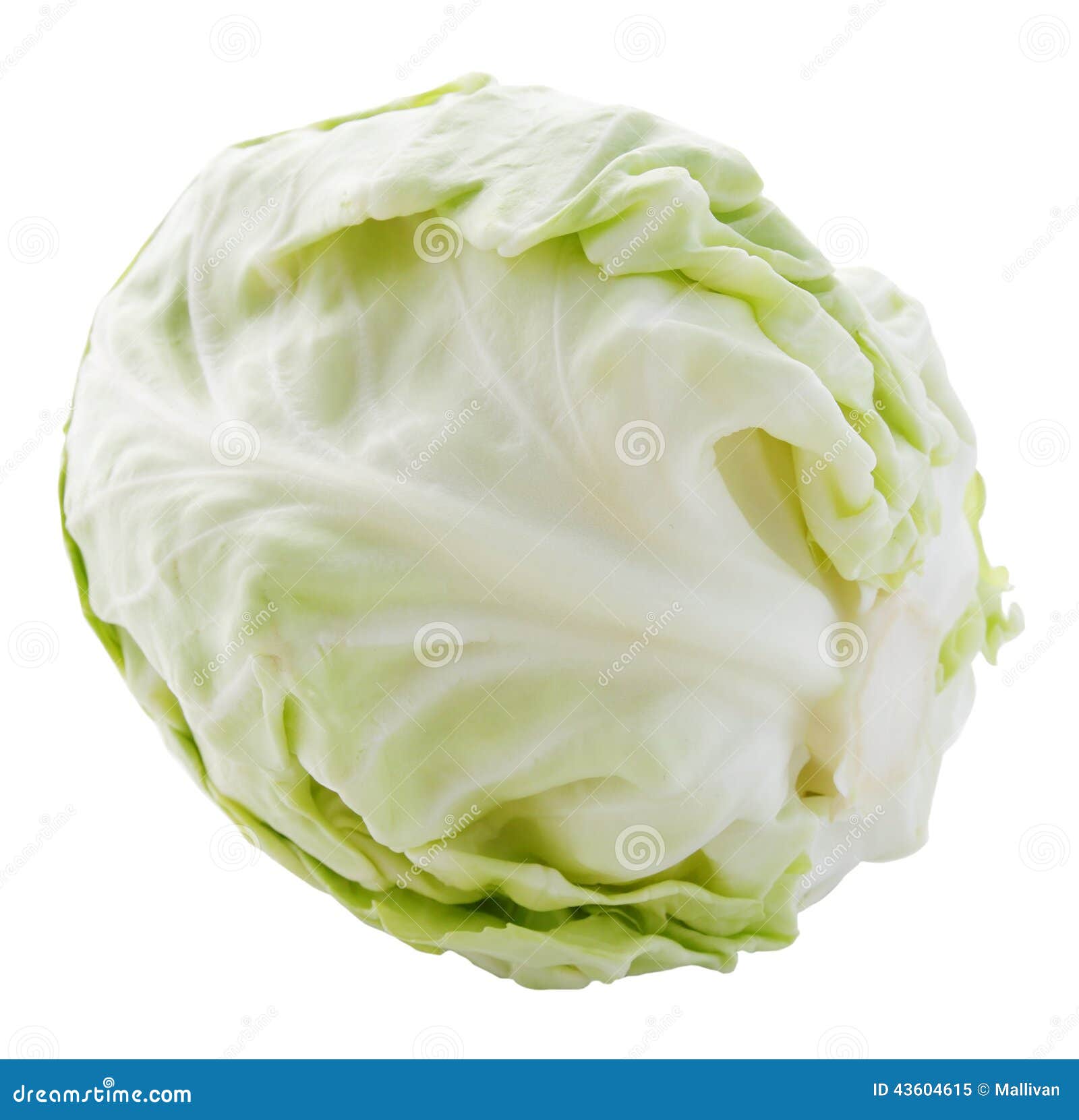 Early fresh cabbage stock image. Image of healthy, isolated - 43604615