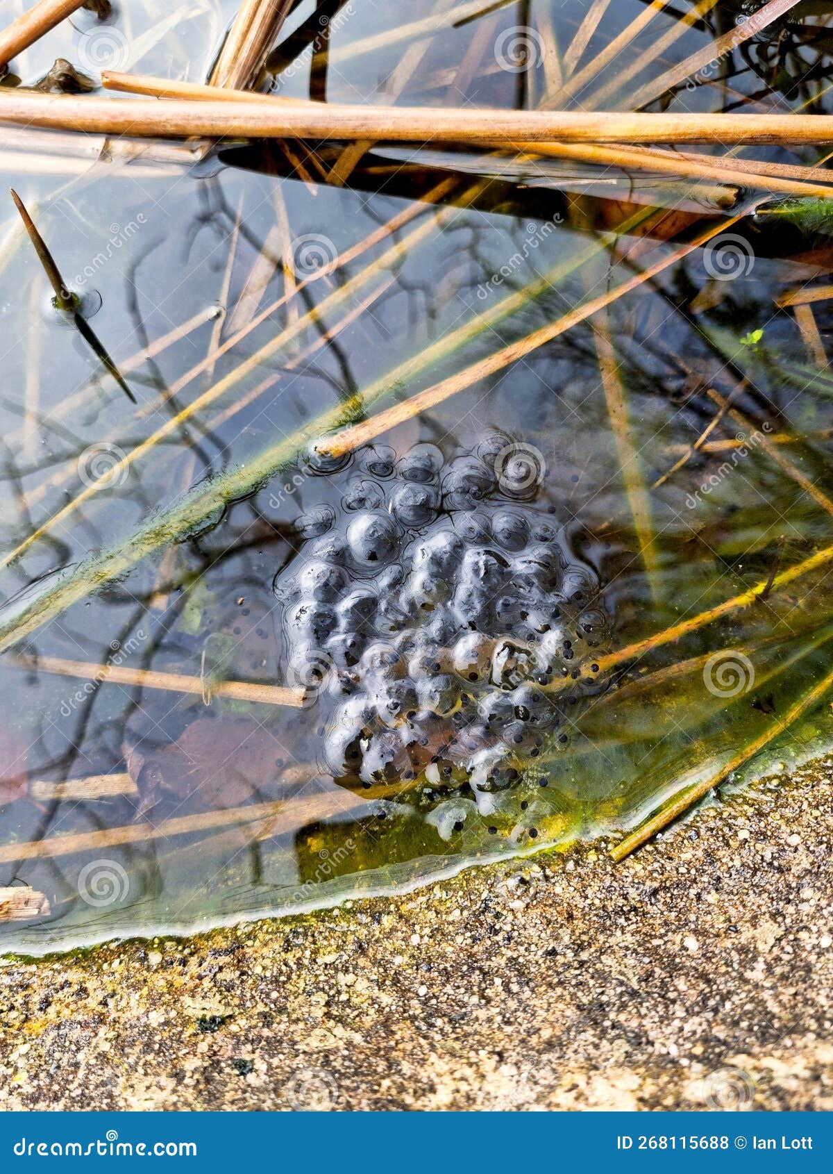 Early Frogspawn in January in the Uk Stock Photo - Image of insect ...