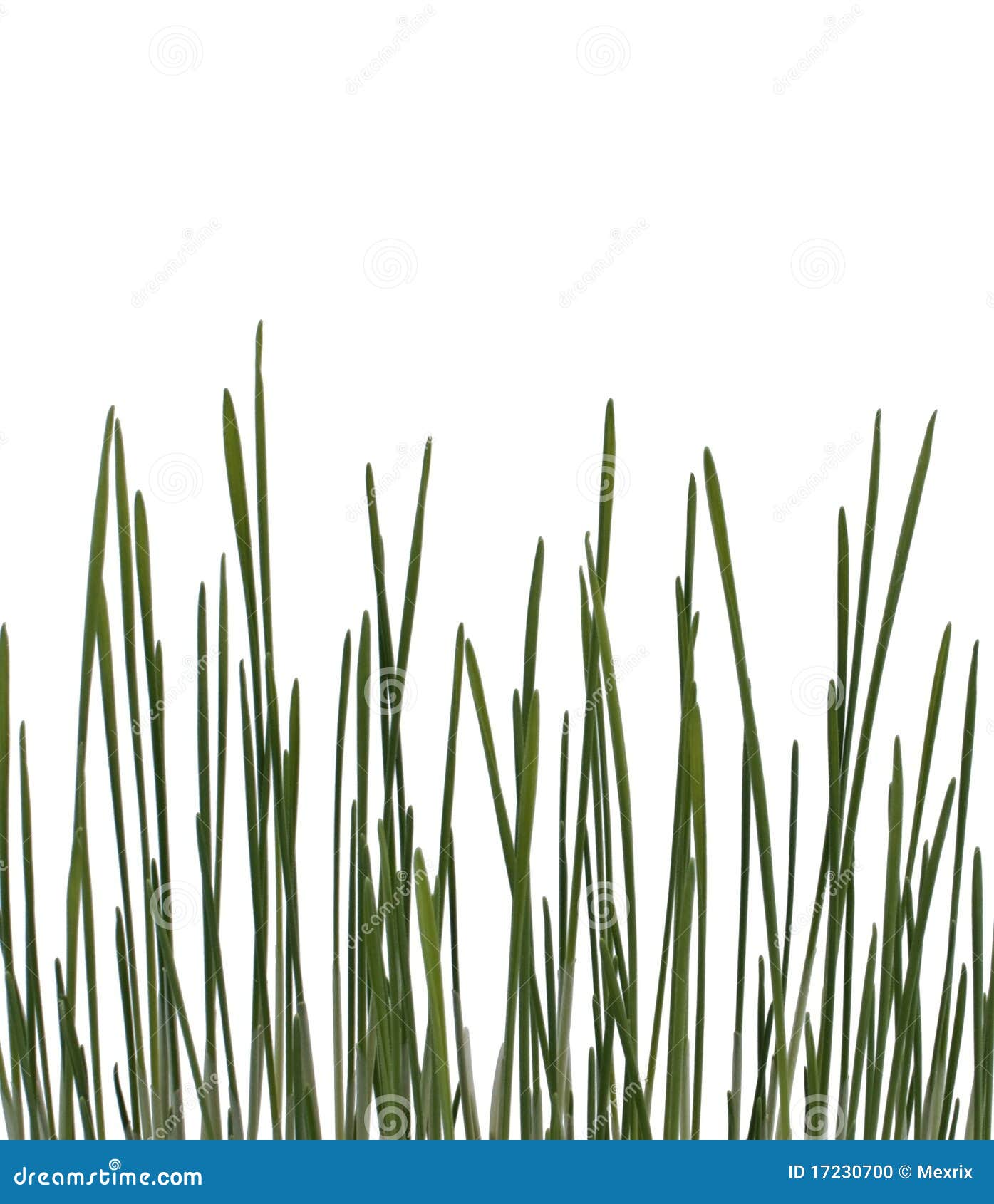 Early grass stock photo. Image of ecology, farm, base - 17230700