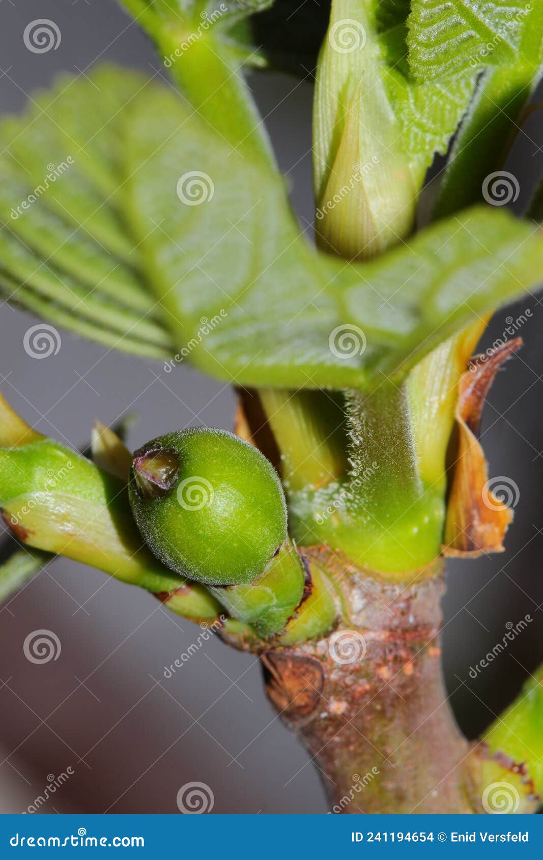 An Early Green Fig. these are the First Batch of Figs Which Appear in ...