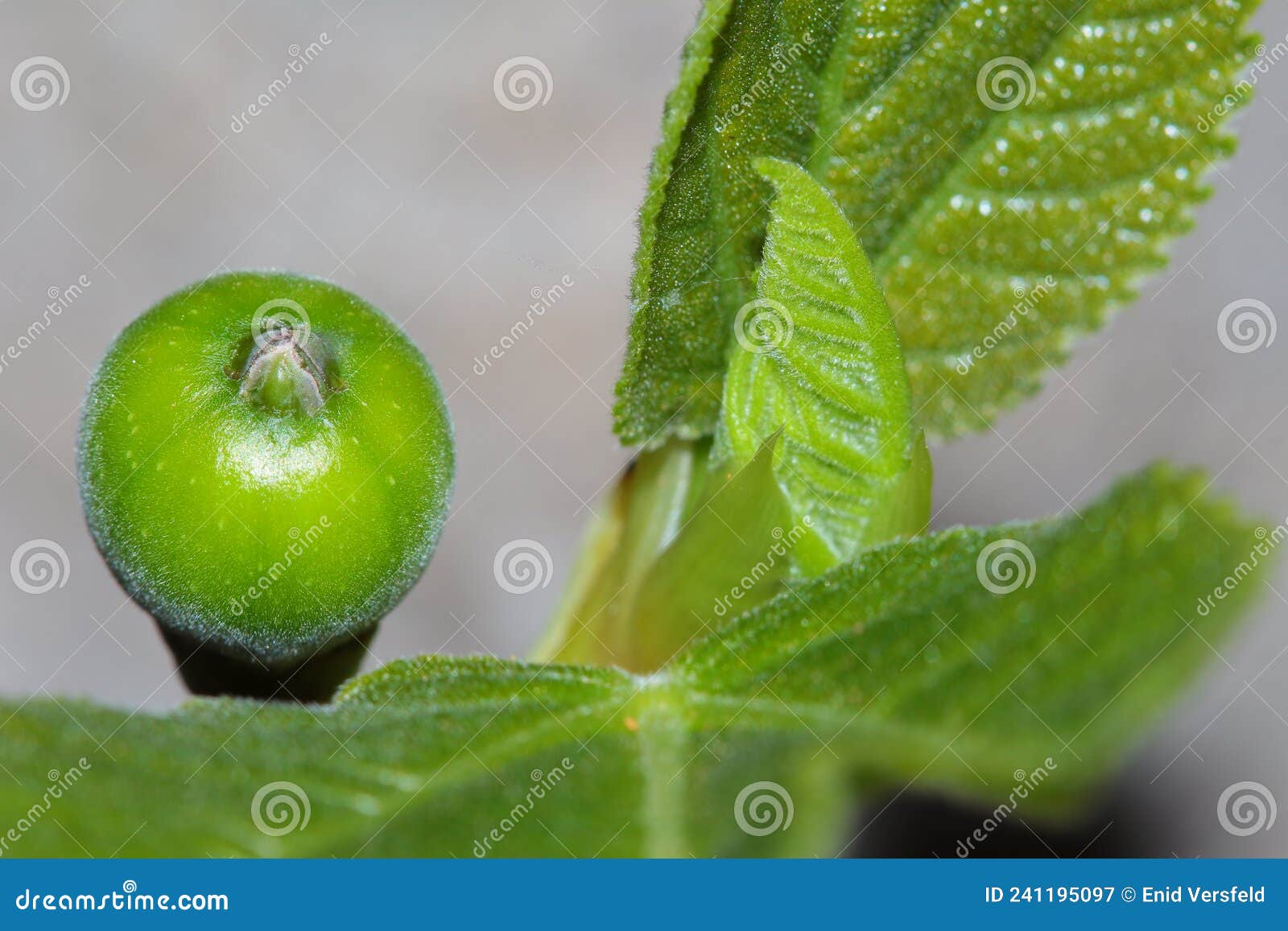An Early Green Fig. these are the First Batch of Figs Which Appear in ...