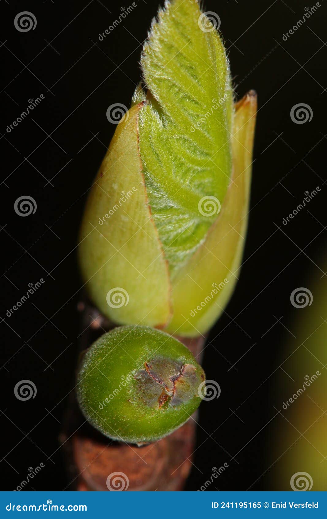 An Early Green Fig. these are the First Batch of Figs Which Appear in ...