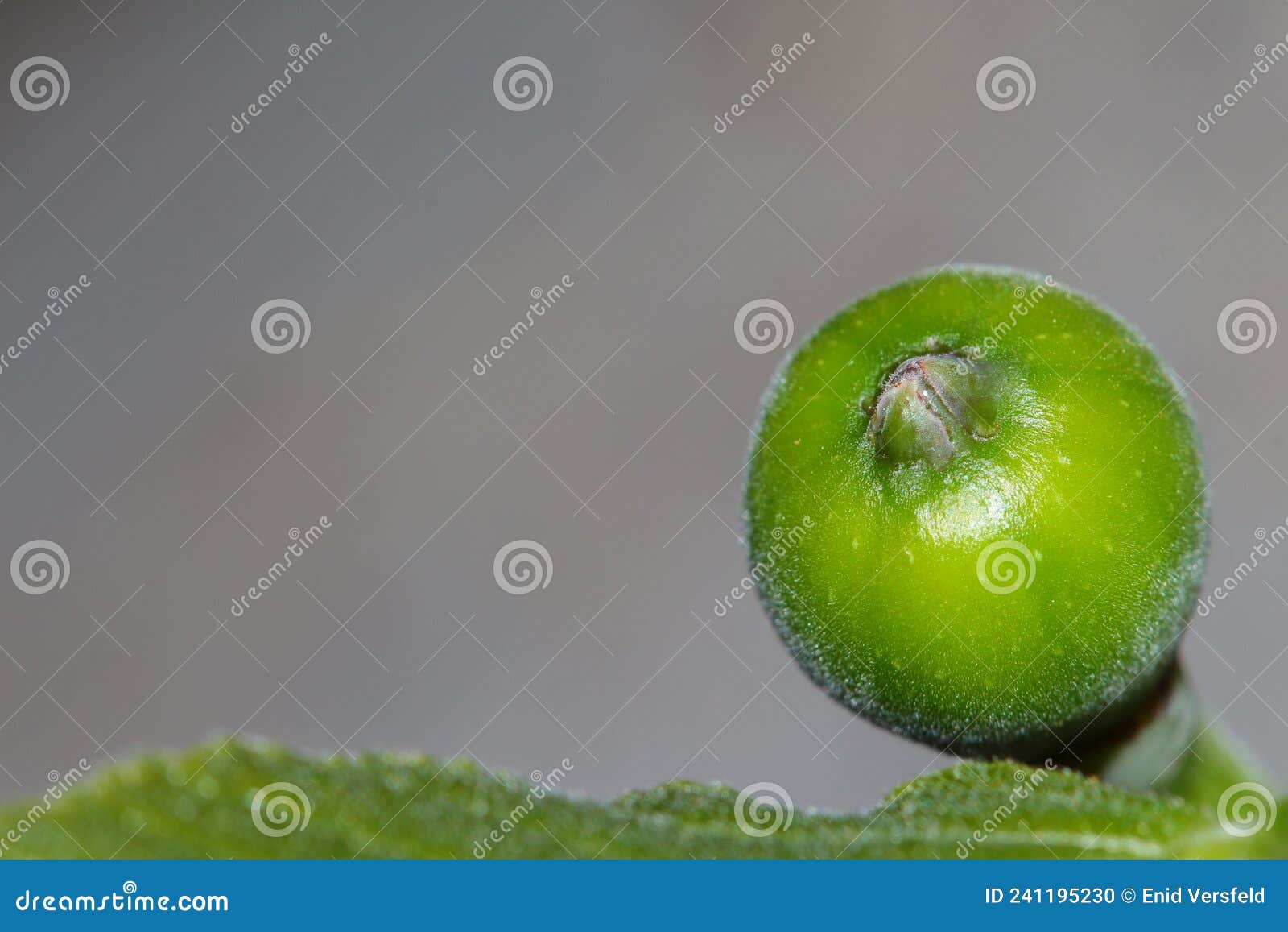 An Early Green Fig. these are the First Batch of Figs Which Appear in ...