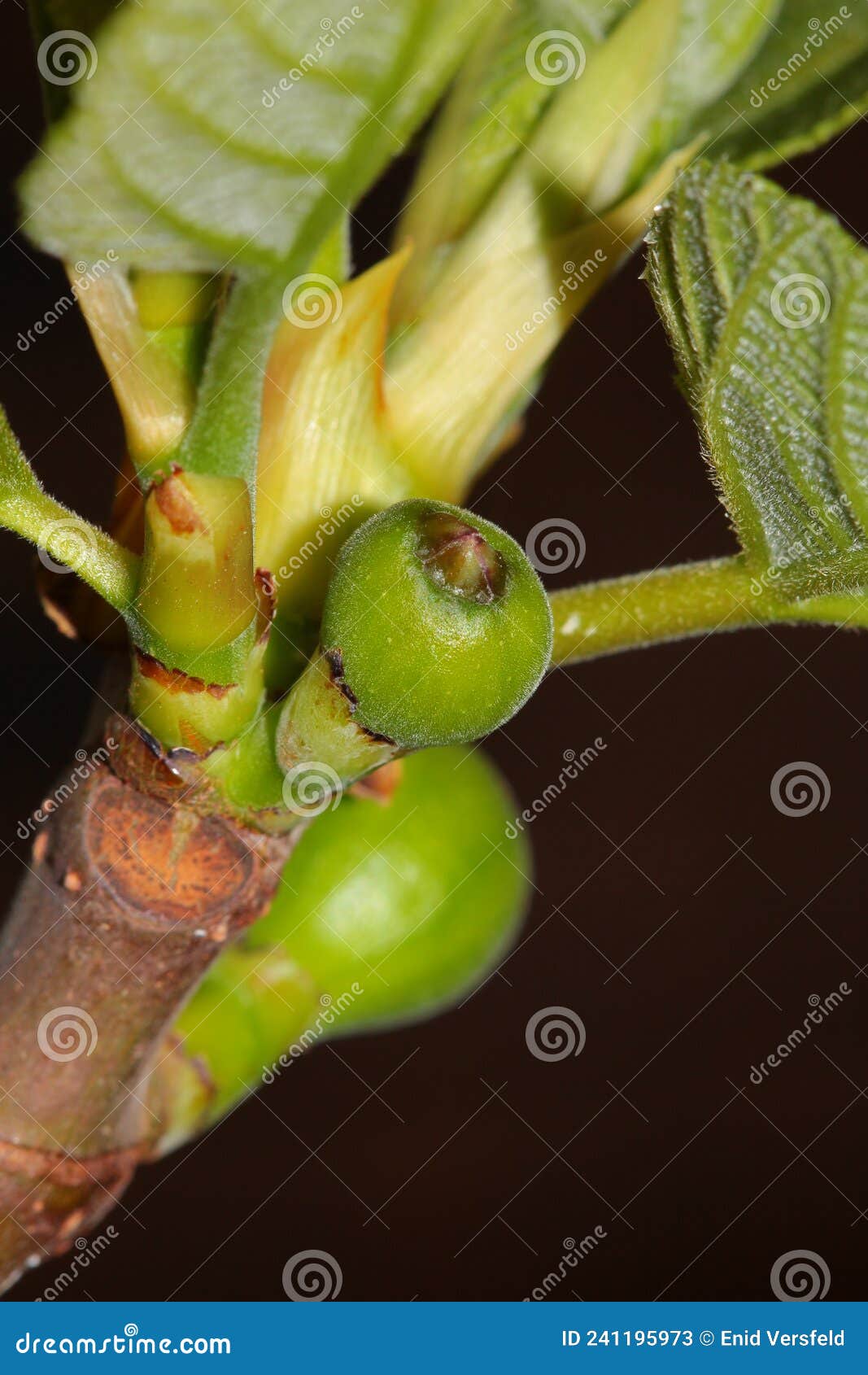 An Early Green Fig. these are the First Batch of Figs Which Appear in ...