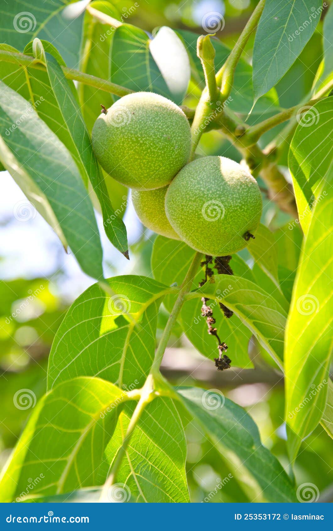 Early green nuts stock photo. Image of food, healthy - 25353172