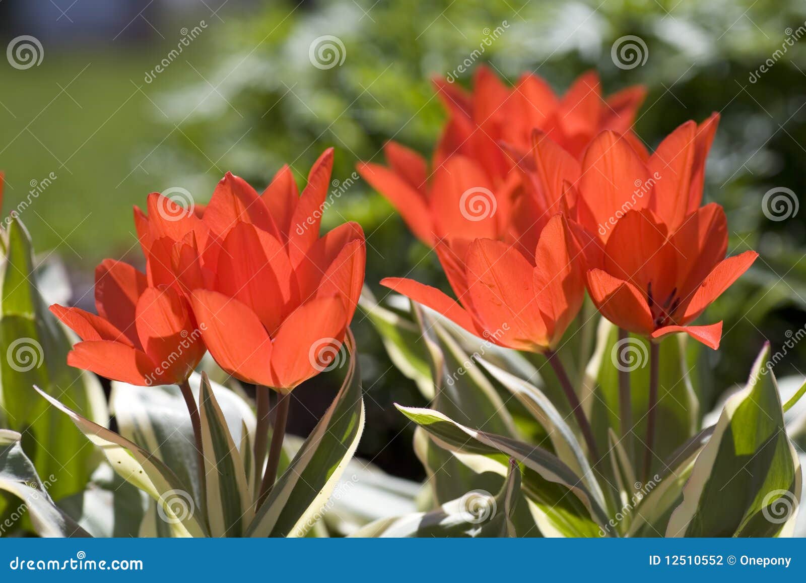 Early Greigii Tulips stock photo. Image of fragile, holland - 12510552