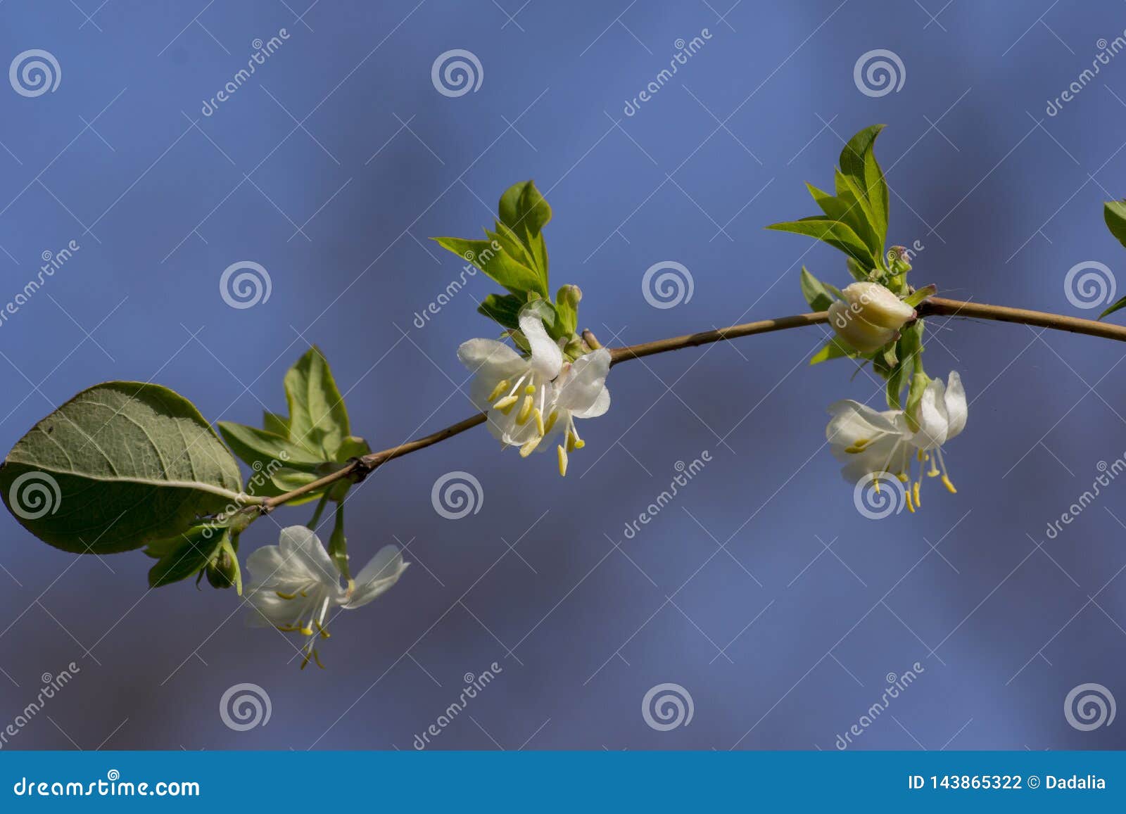 Early Honeysuckle Lonicera Fragrantissima Stock Photo - Image of yellow ...