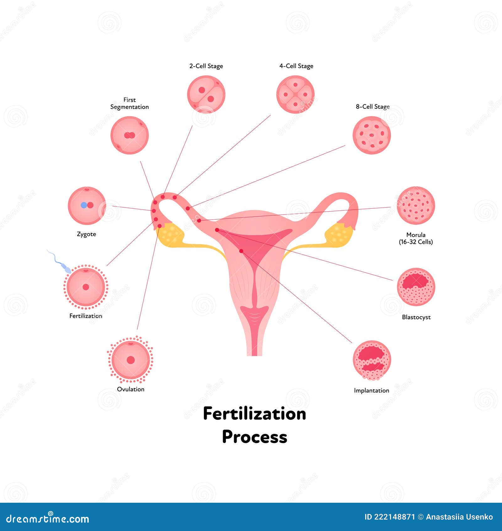 Stages Of Menopause Infographic Vector Illustration