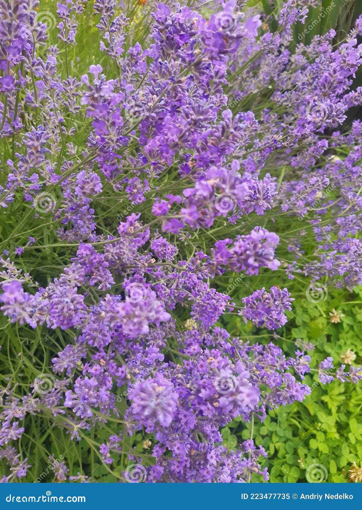 Early Lavender after the Rain. Stock Image - Image of green, flower ...
