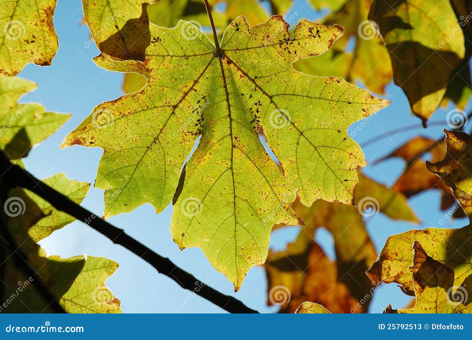 Early Maple stock image. Image of leaf, change, tree - 25792513