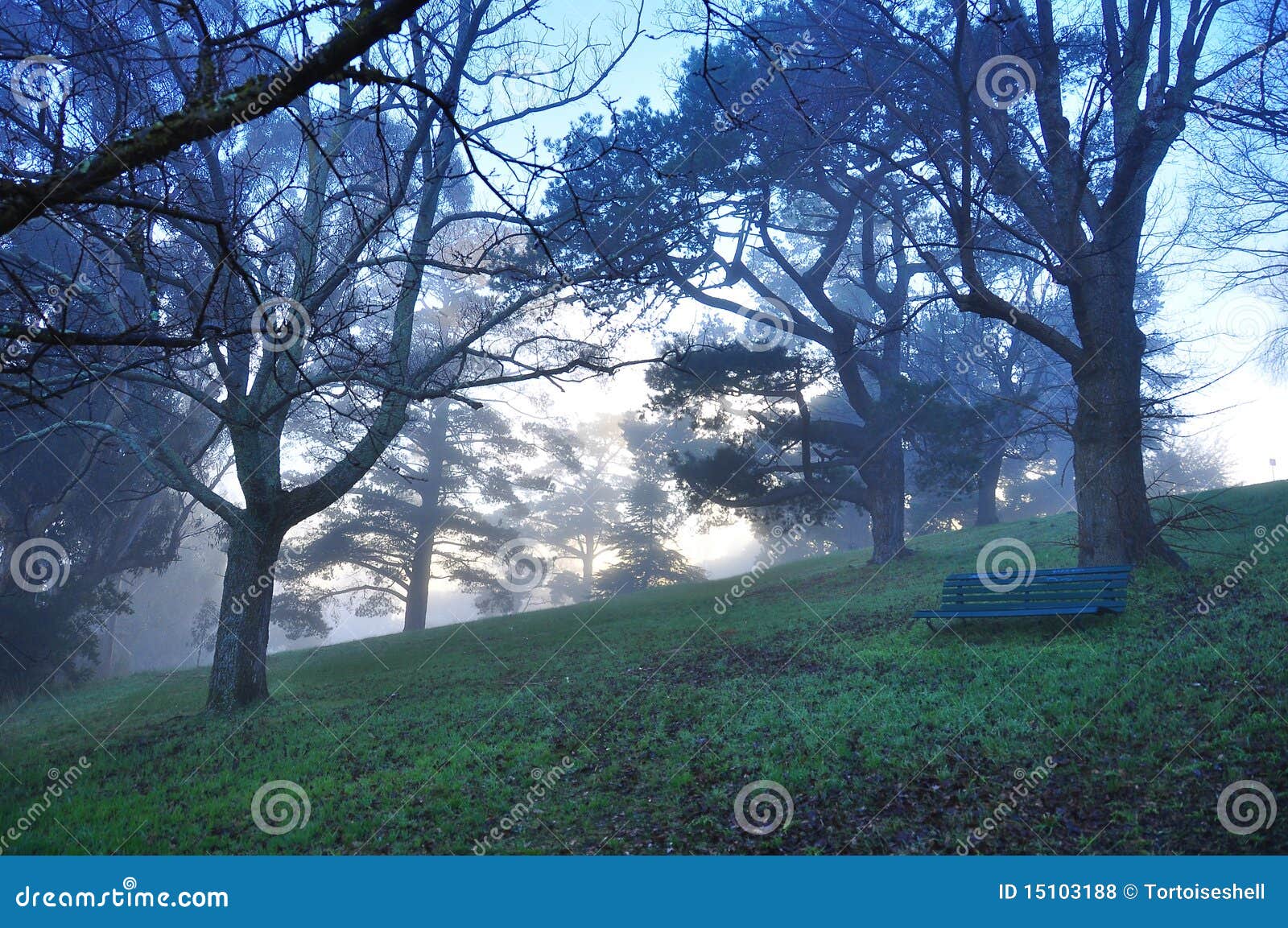 Early Misty Morning - Lonely Bench in a Park Stock Photo - Image of ...