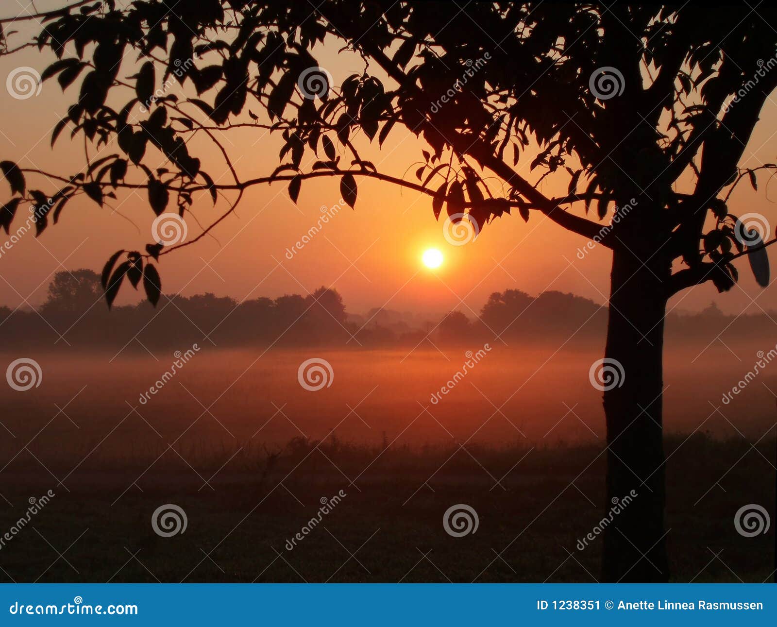 Early morning stock image. Image of garden, tree, soft - 1238351