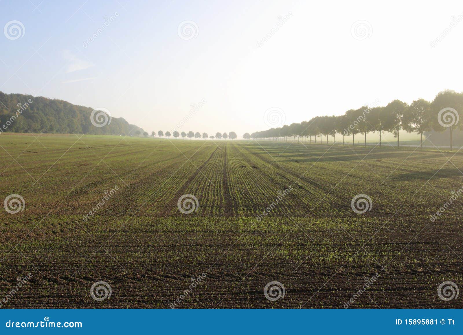 Early morning stock image. Image of farming, wood, series - 15895881