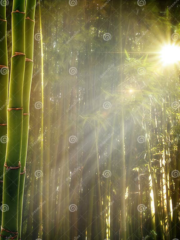 Early Morning in the Bamboo Forest Stock Photo - Image of grass ...