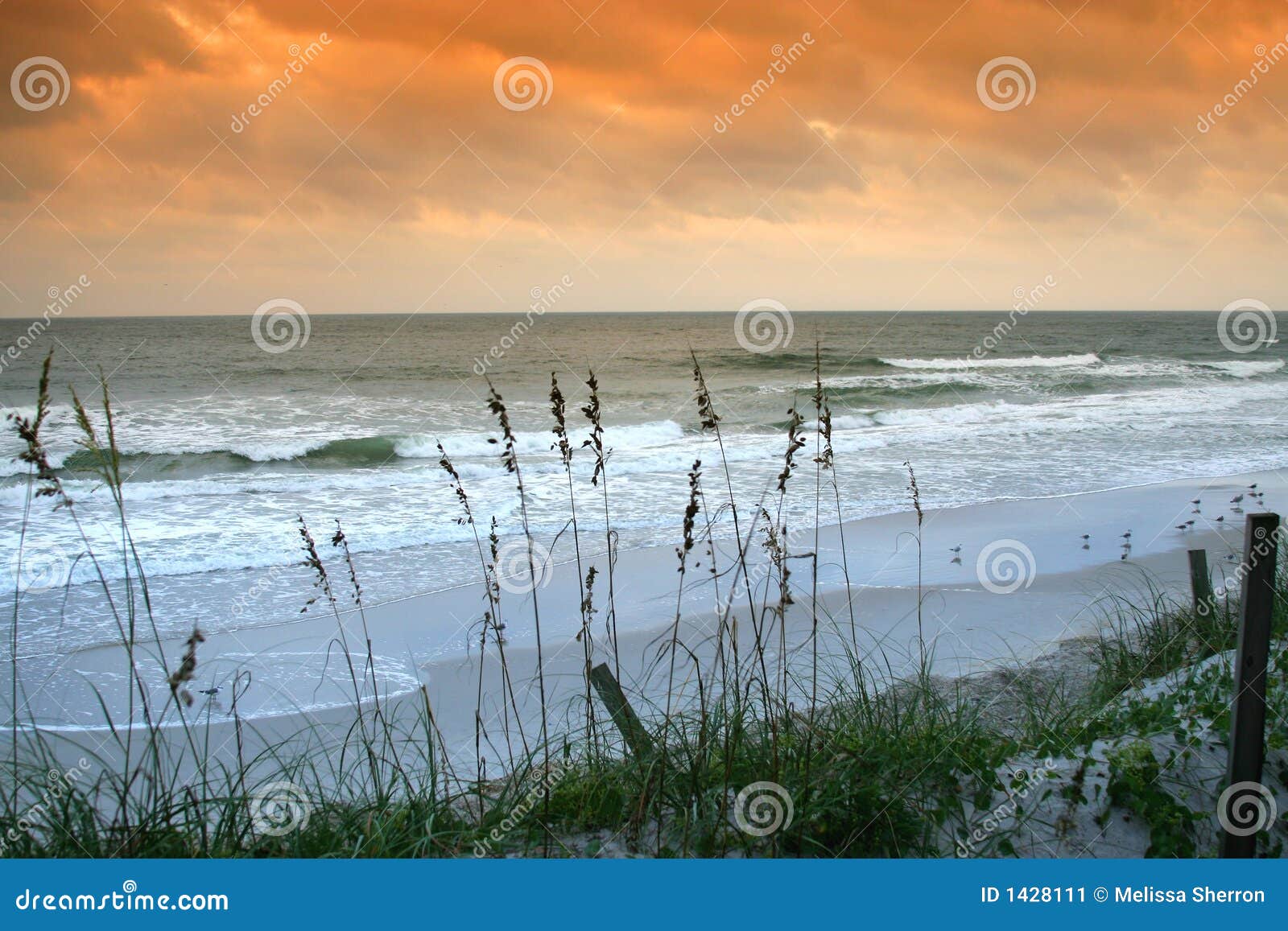 Early morning on the beach stock image. Image of vegetation - 1428111