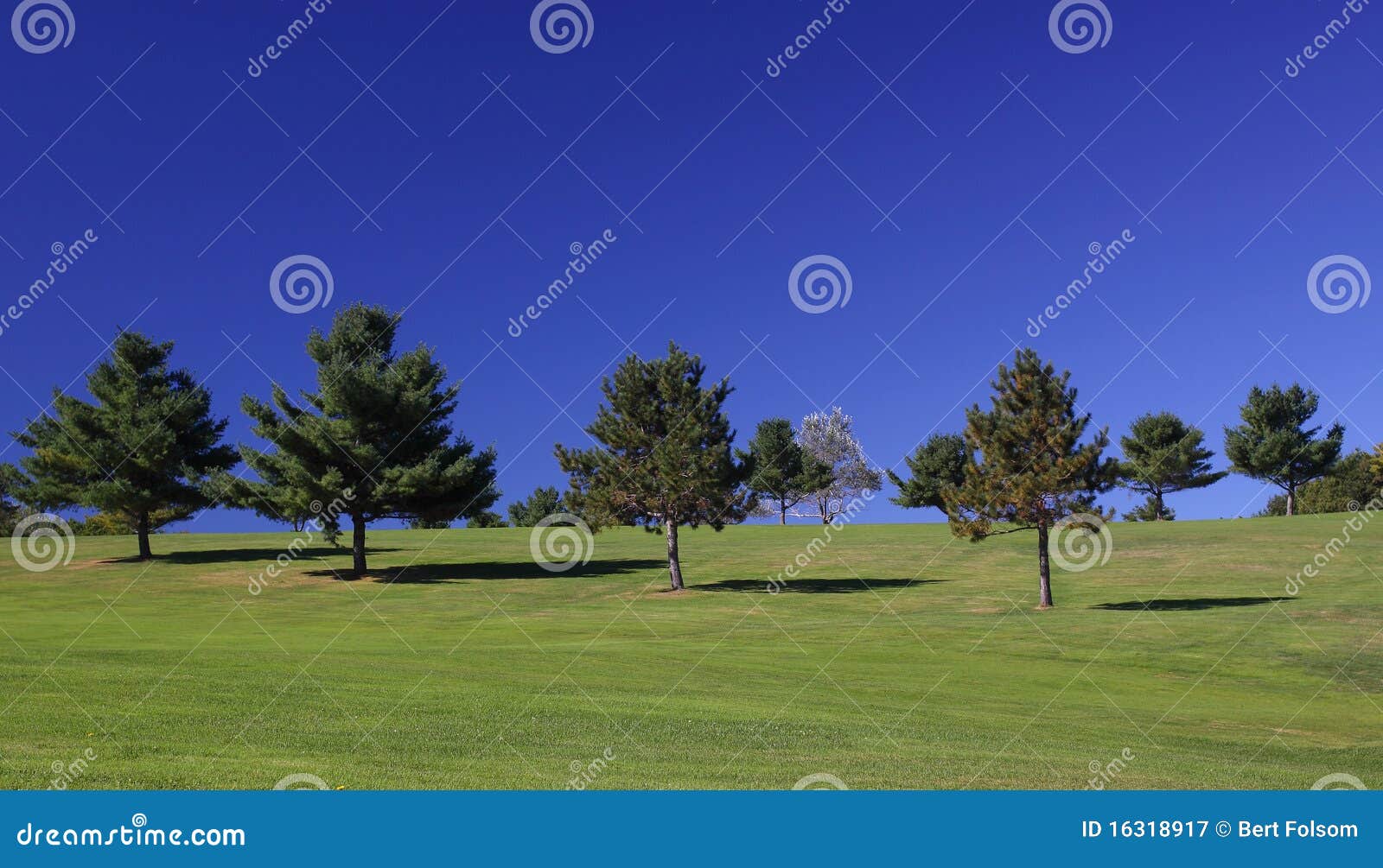 Early Morning Blue Sky and Trees Stock Image - Image of grass, scenery ...
