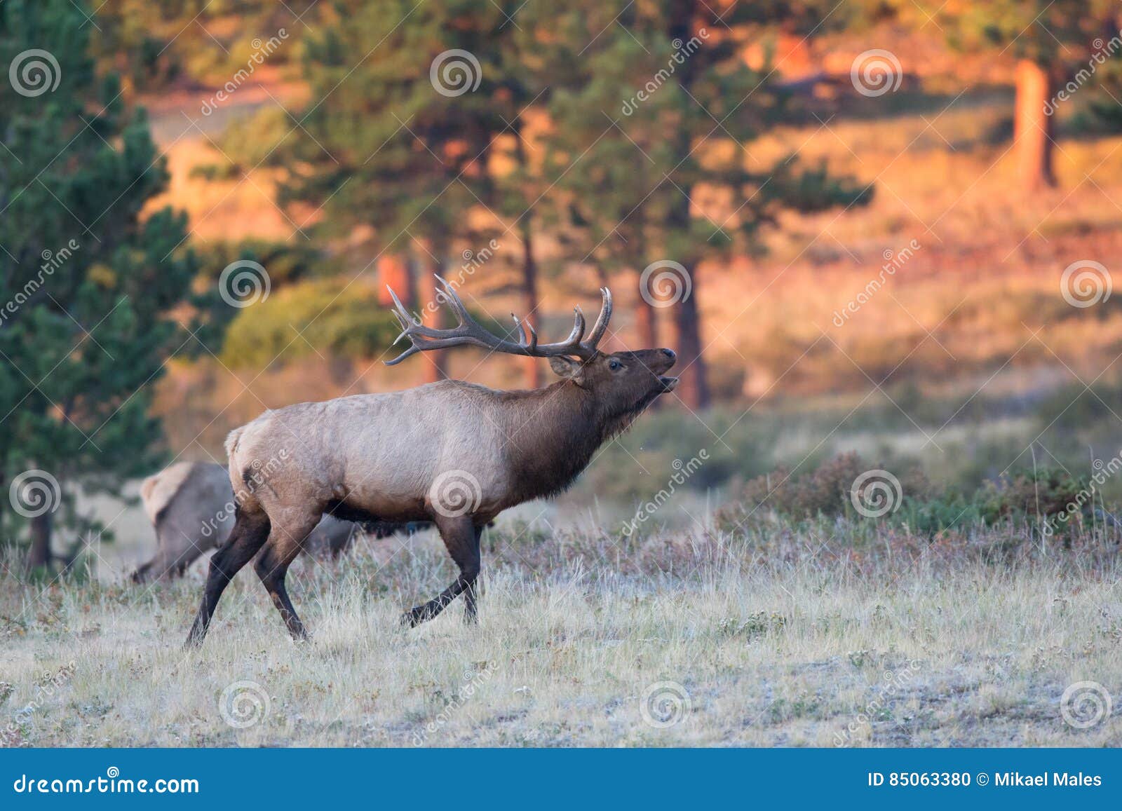Early morning bugle stock photo. Image of golden, early - 85063380