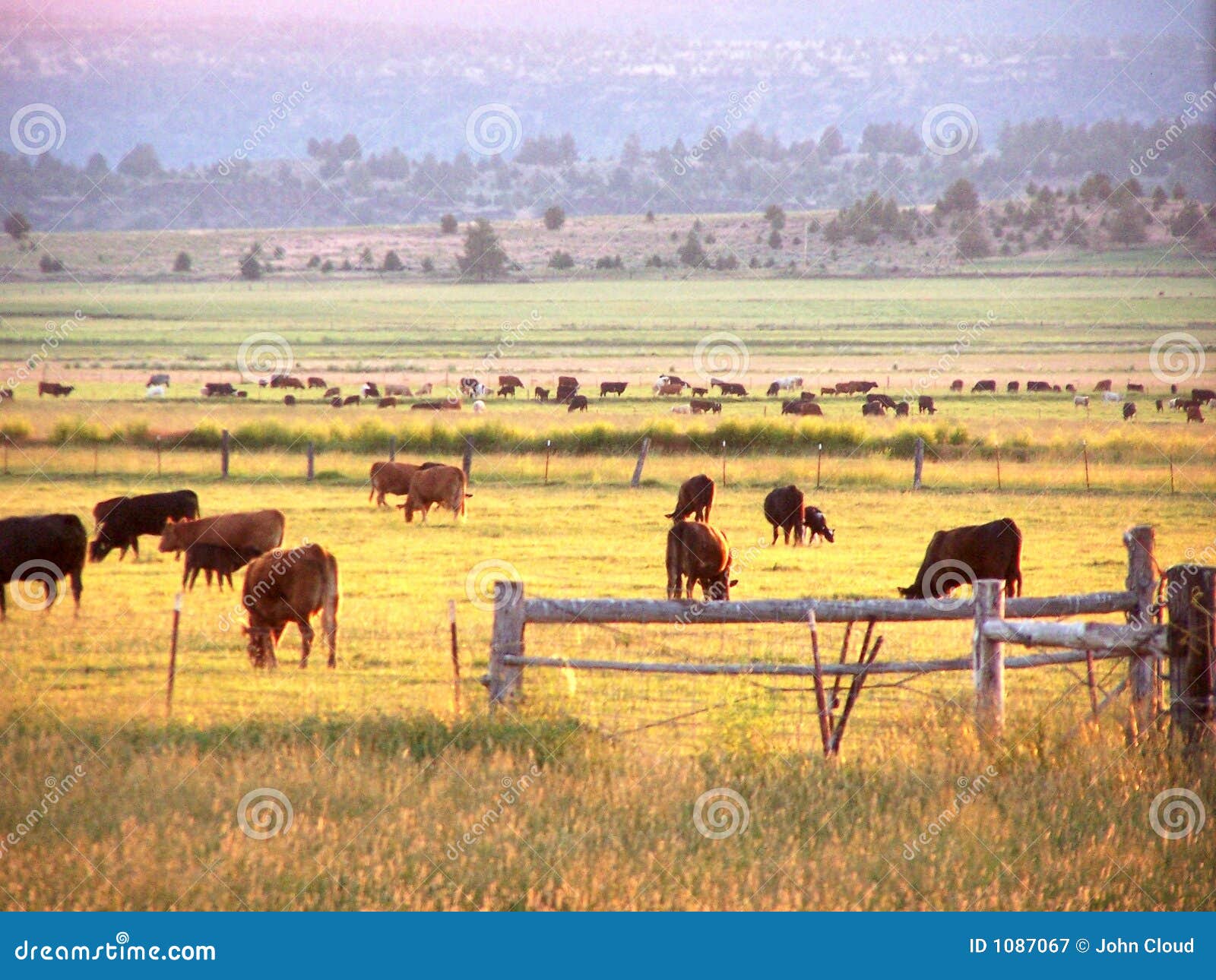 Cattle Grazing Outside A Maasai Boma Enclosure In The Ngorongoro ...