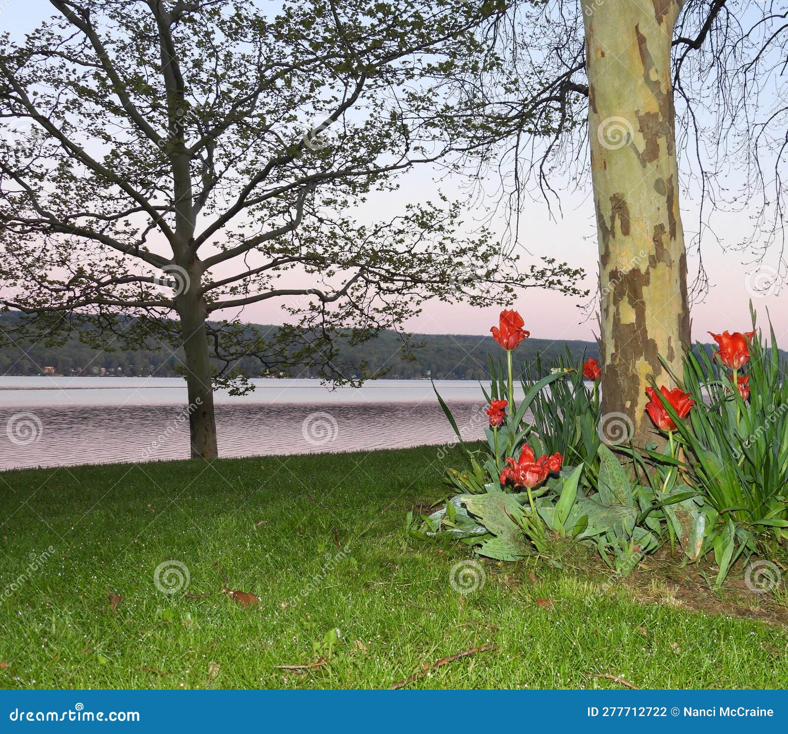 Peaceful Early Morning Dawn Calm on Cayuga Lake in Springtime Stock ...