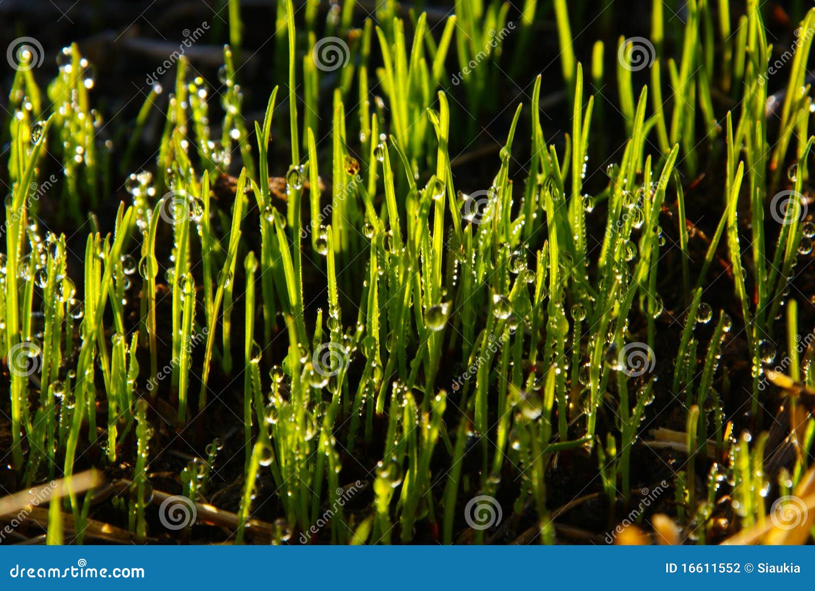 Early Morning Dew Drops on Young Grass Seedlings Stock Photo - Image of ...